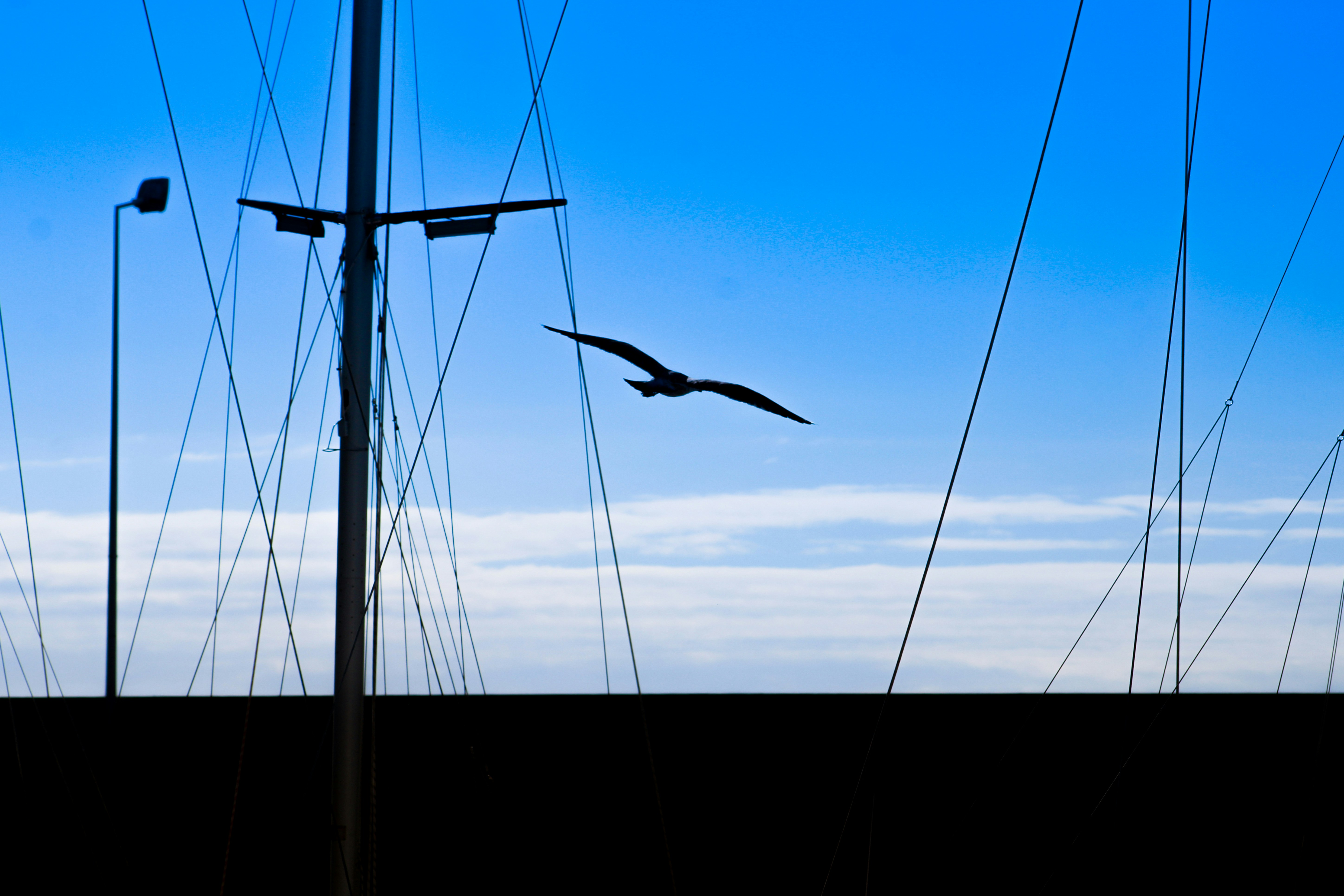 Silhouette of a Seabird in Flight Across a Skyline of Sail Rigging