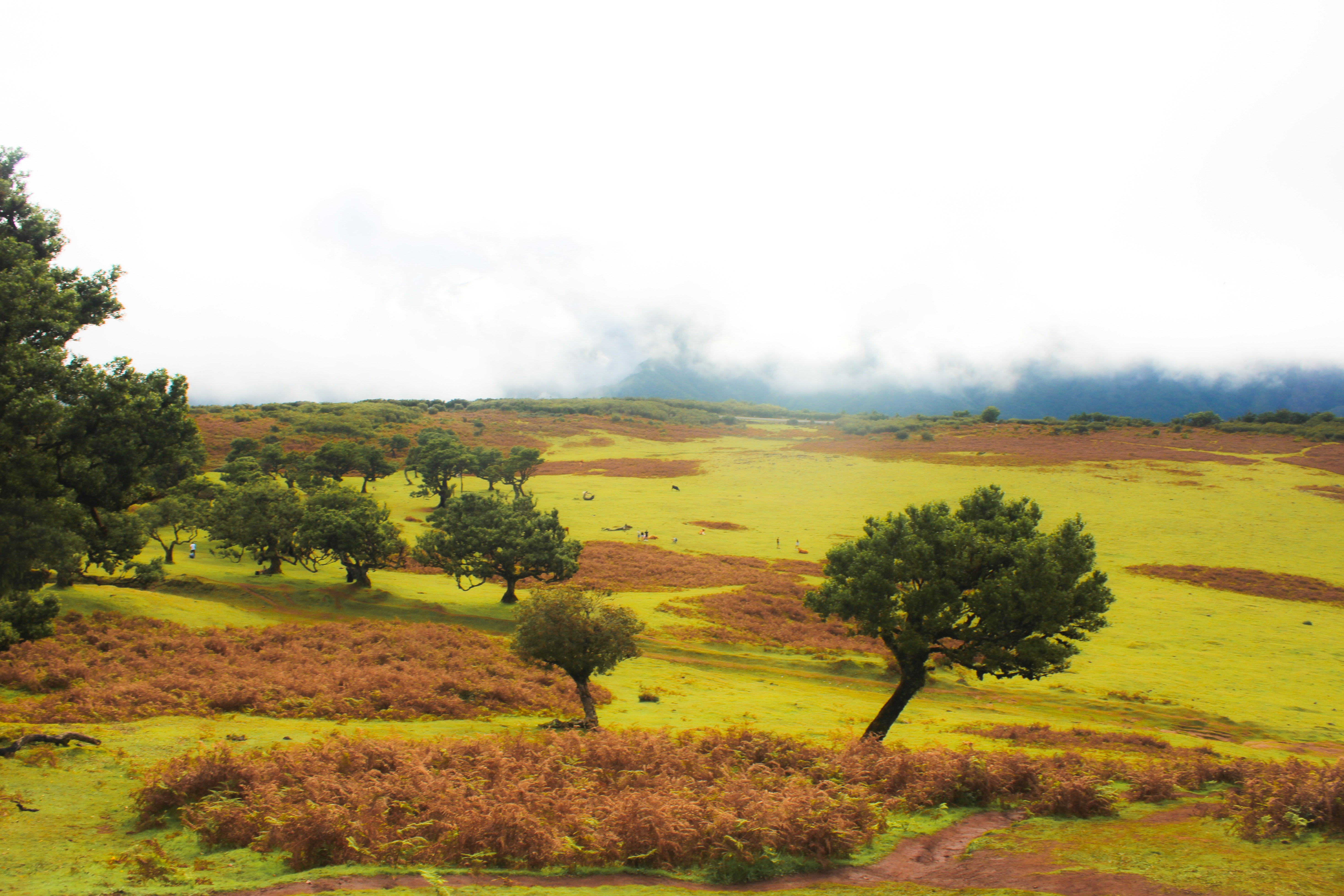 Rolling Golden Heath Under Clouded Horizon