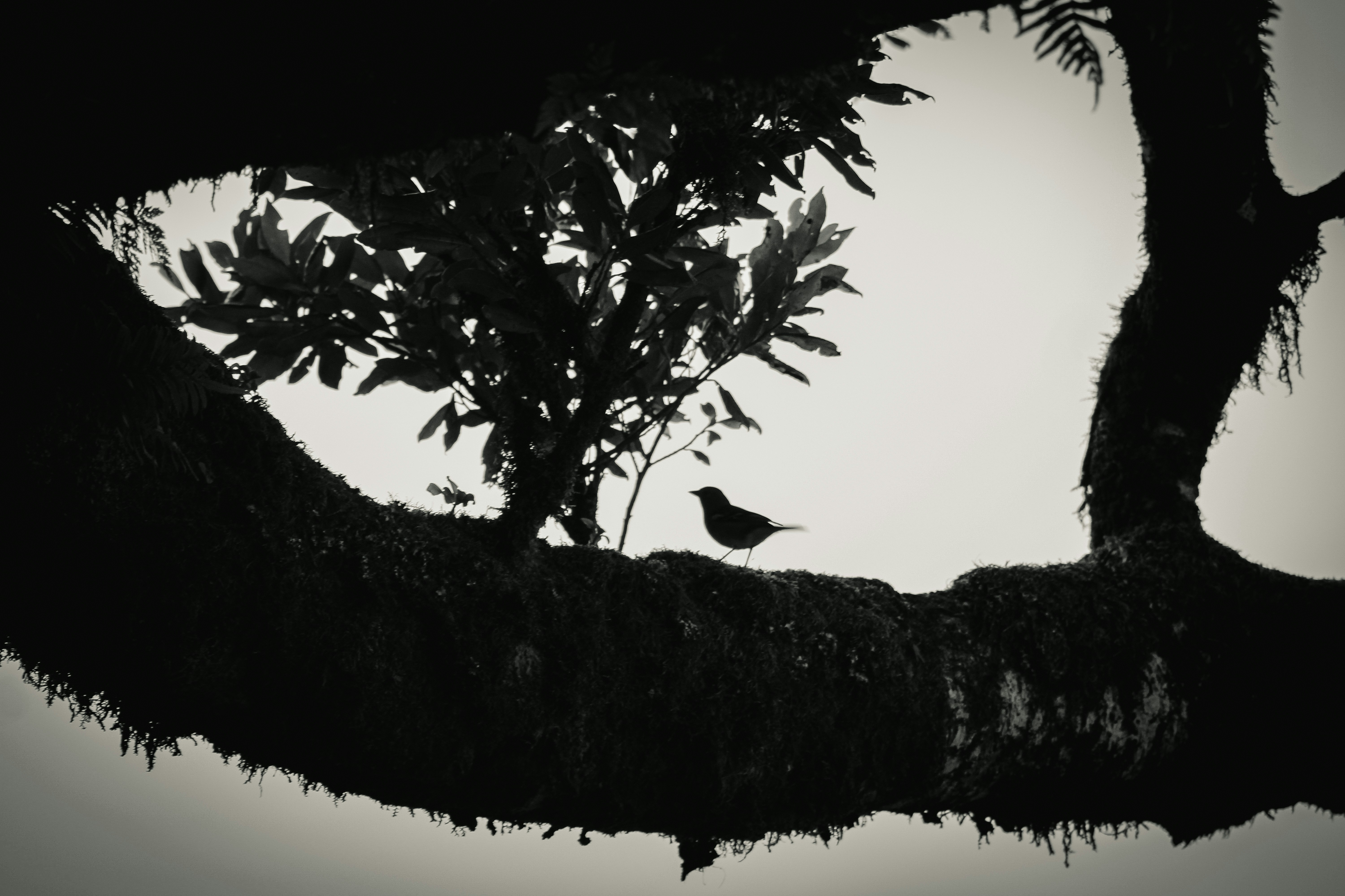 Silhouette on a Moonlit Branch