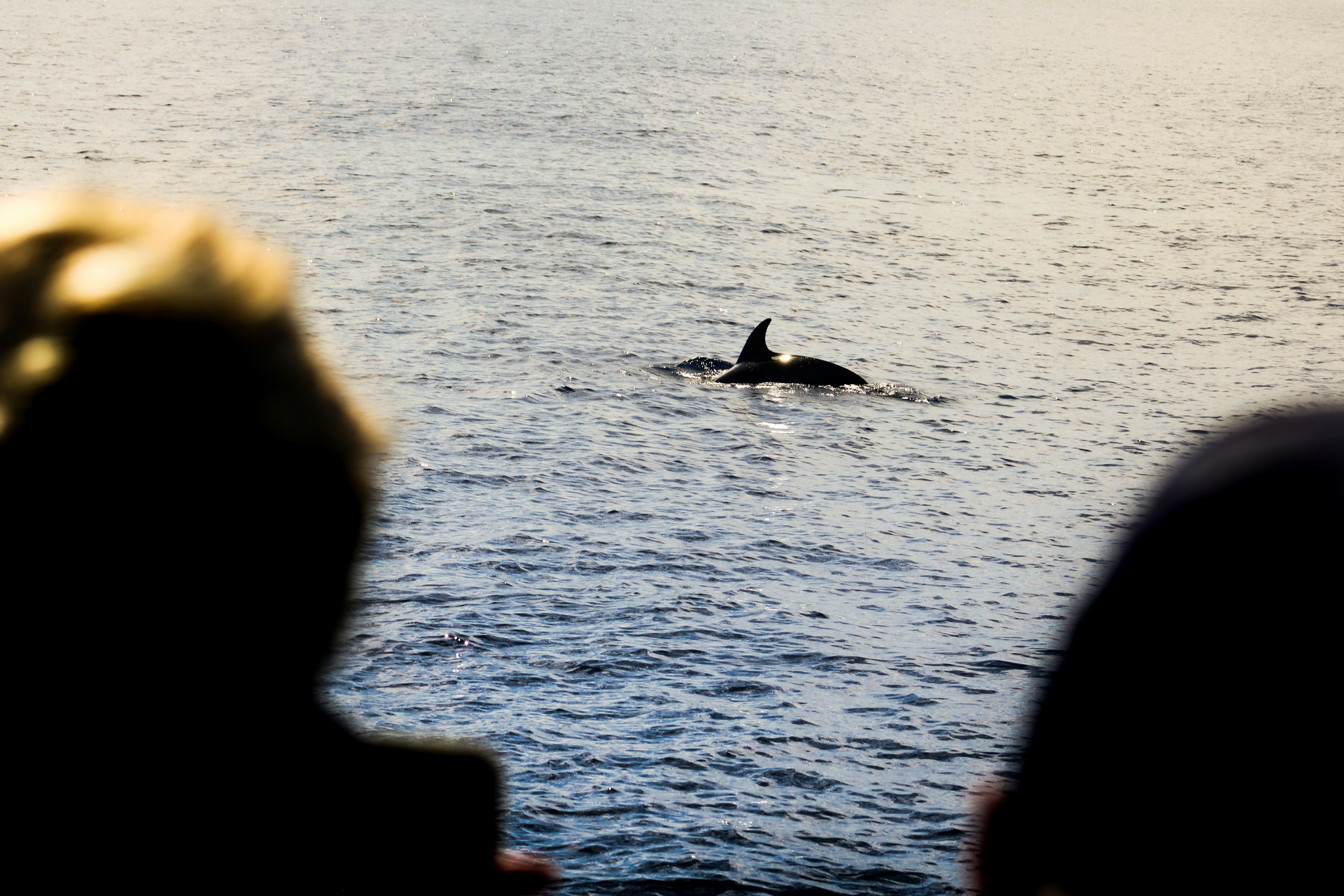 Distant Fin: A Whale in the Quiet Horizon Framed by silhouettes