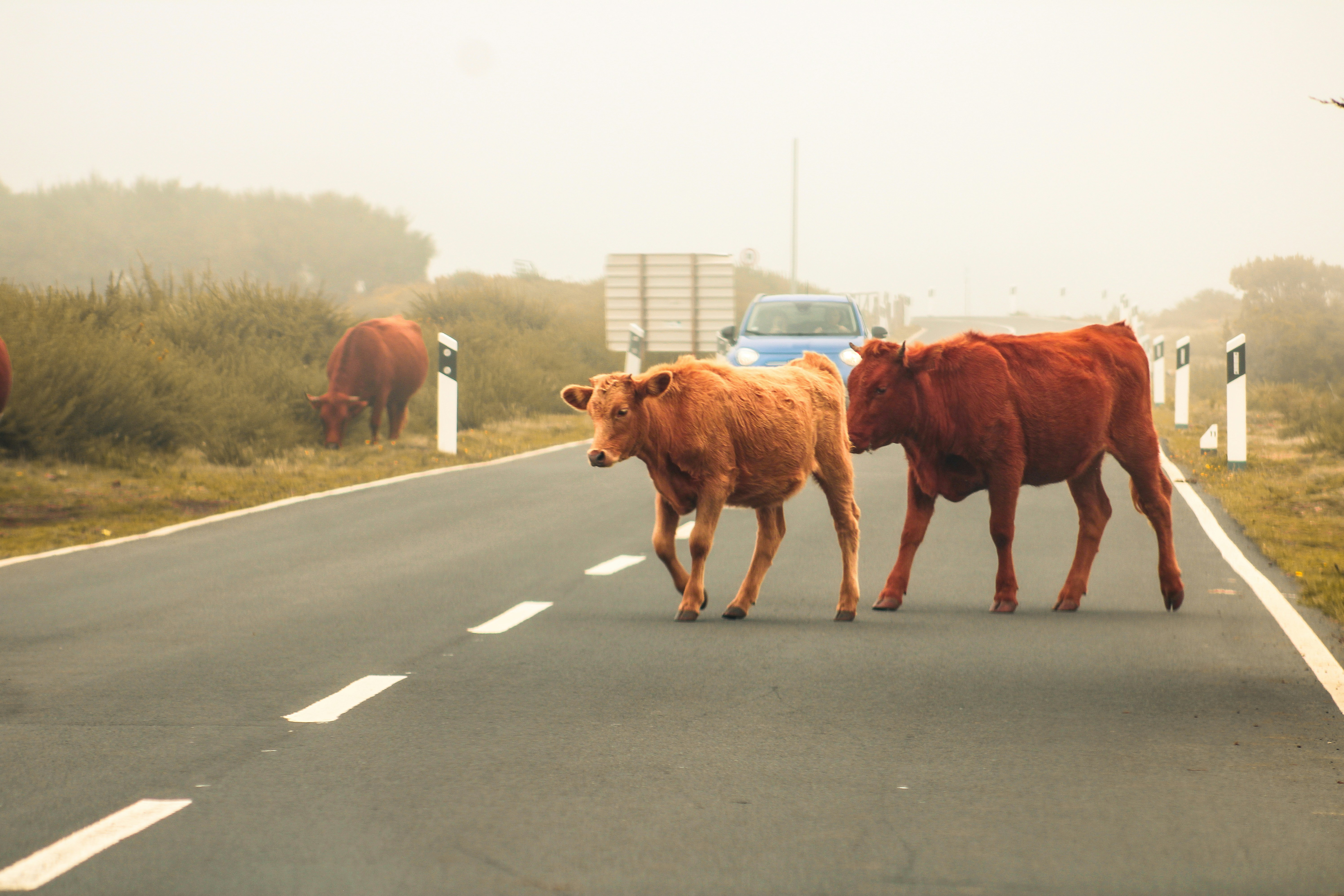 Crossing on the Open Road: Cattle Pause in Soft Morning Light