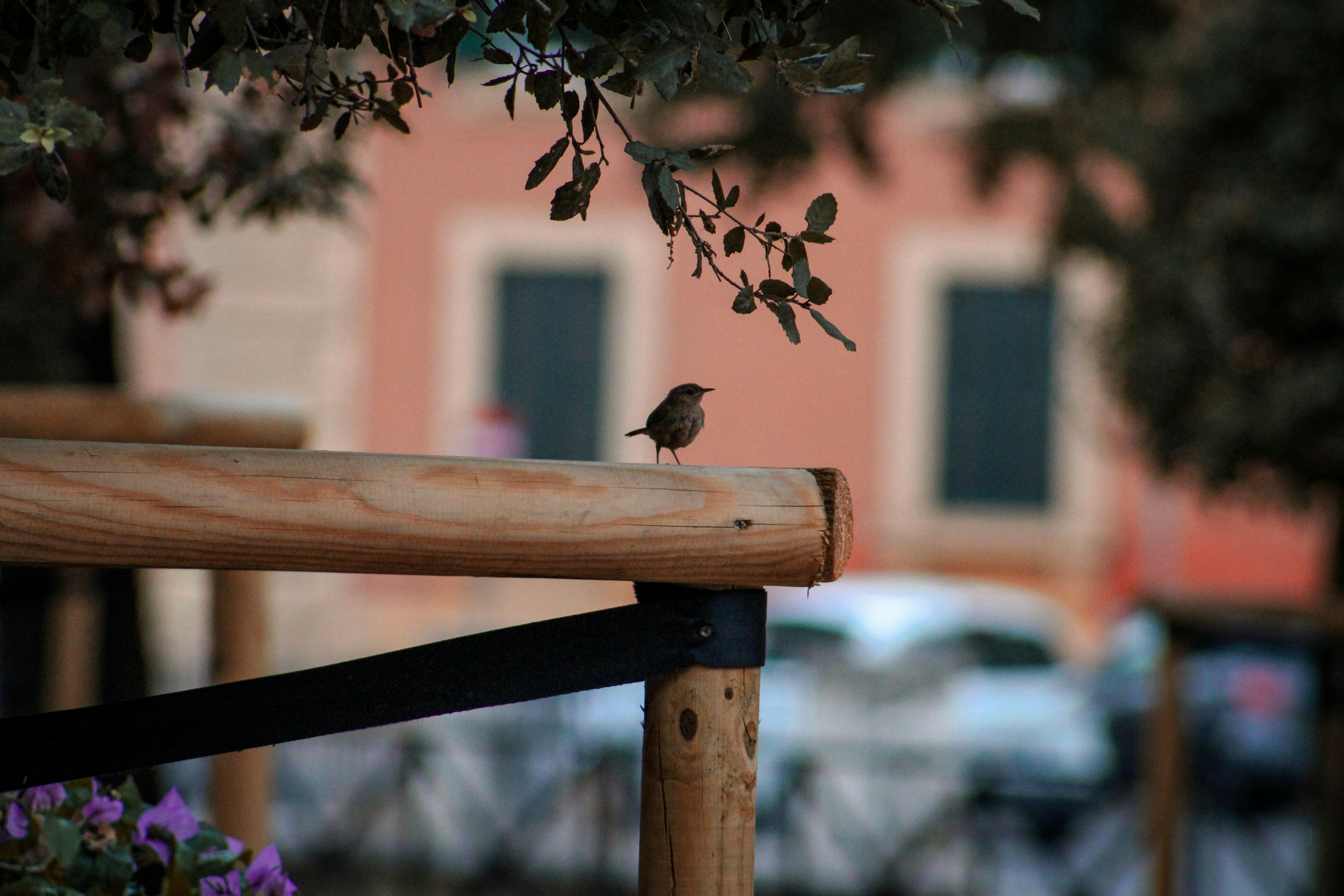 Tiny Songbird on a Rustic Railing Under Evening Boughs