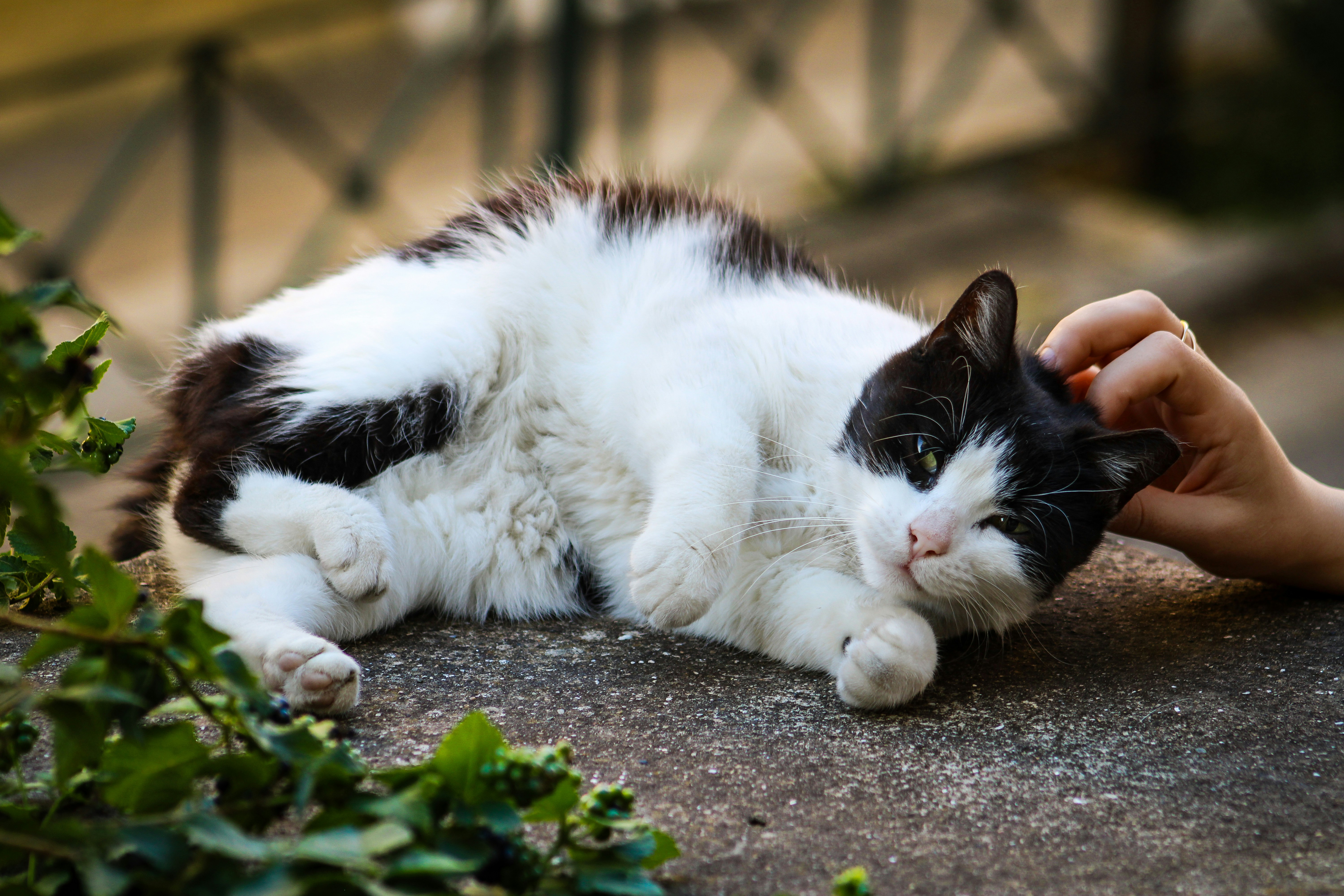 A black-and-white cat lounges on a stone surface while a hand pets its head, set against a blurred garden backdrop.