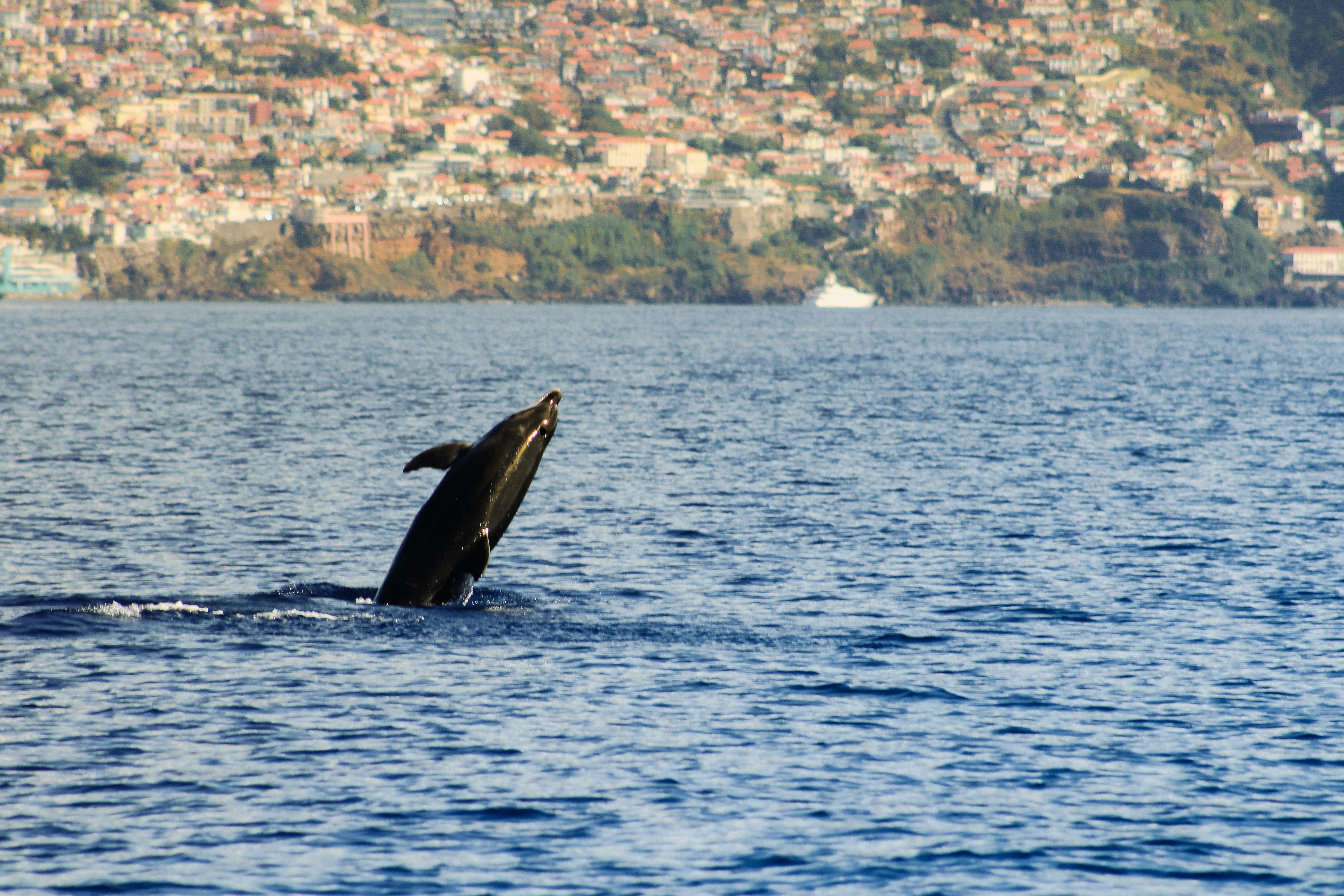 Leaping Silhouette: A Dolphin Breaks the Blue Veil against a Coastal town