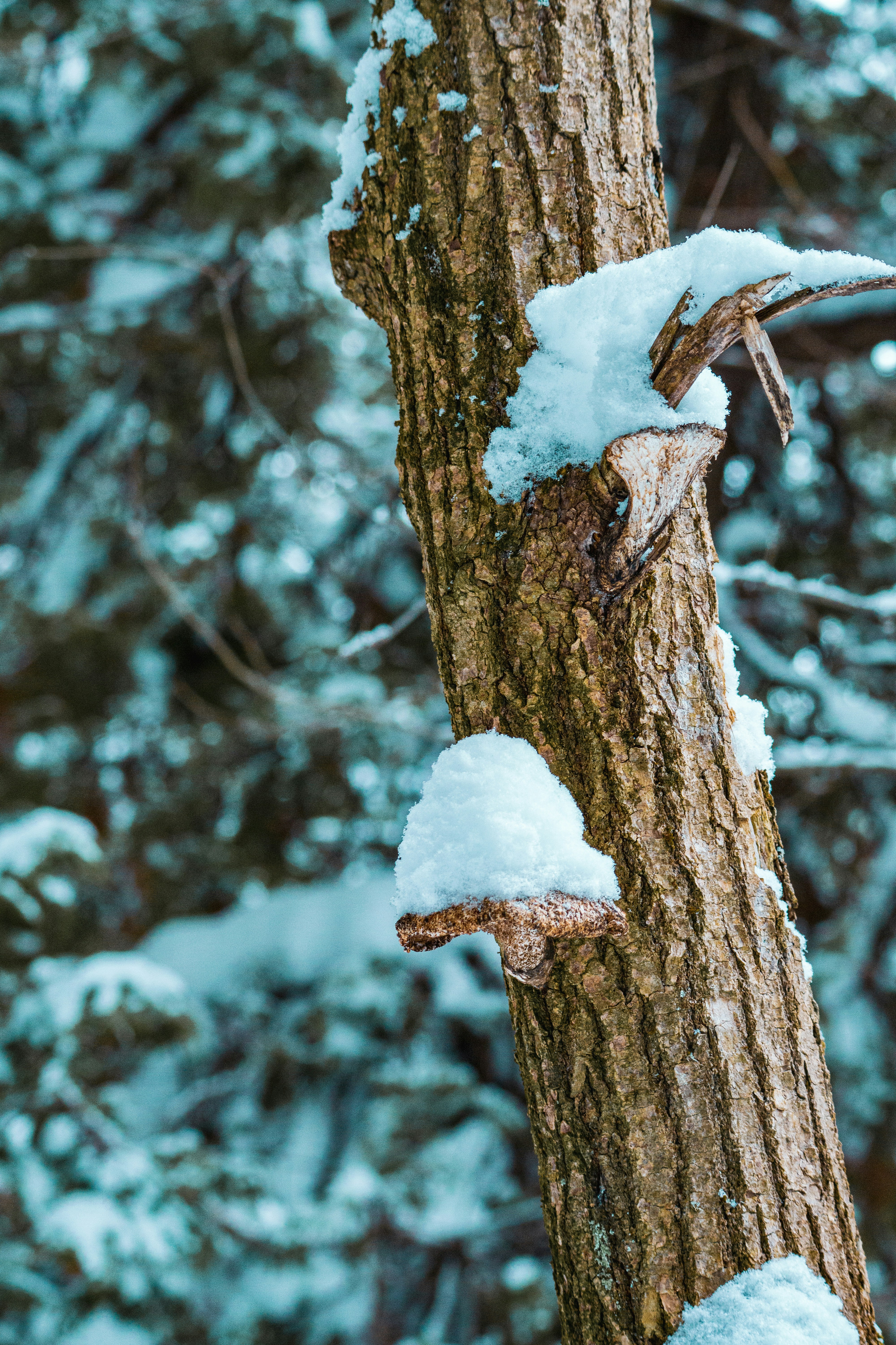 Snow-clad branch split and textured trunk in frosted forest
