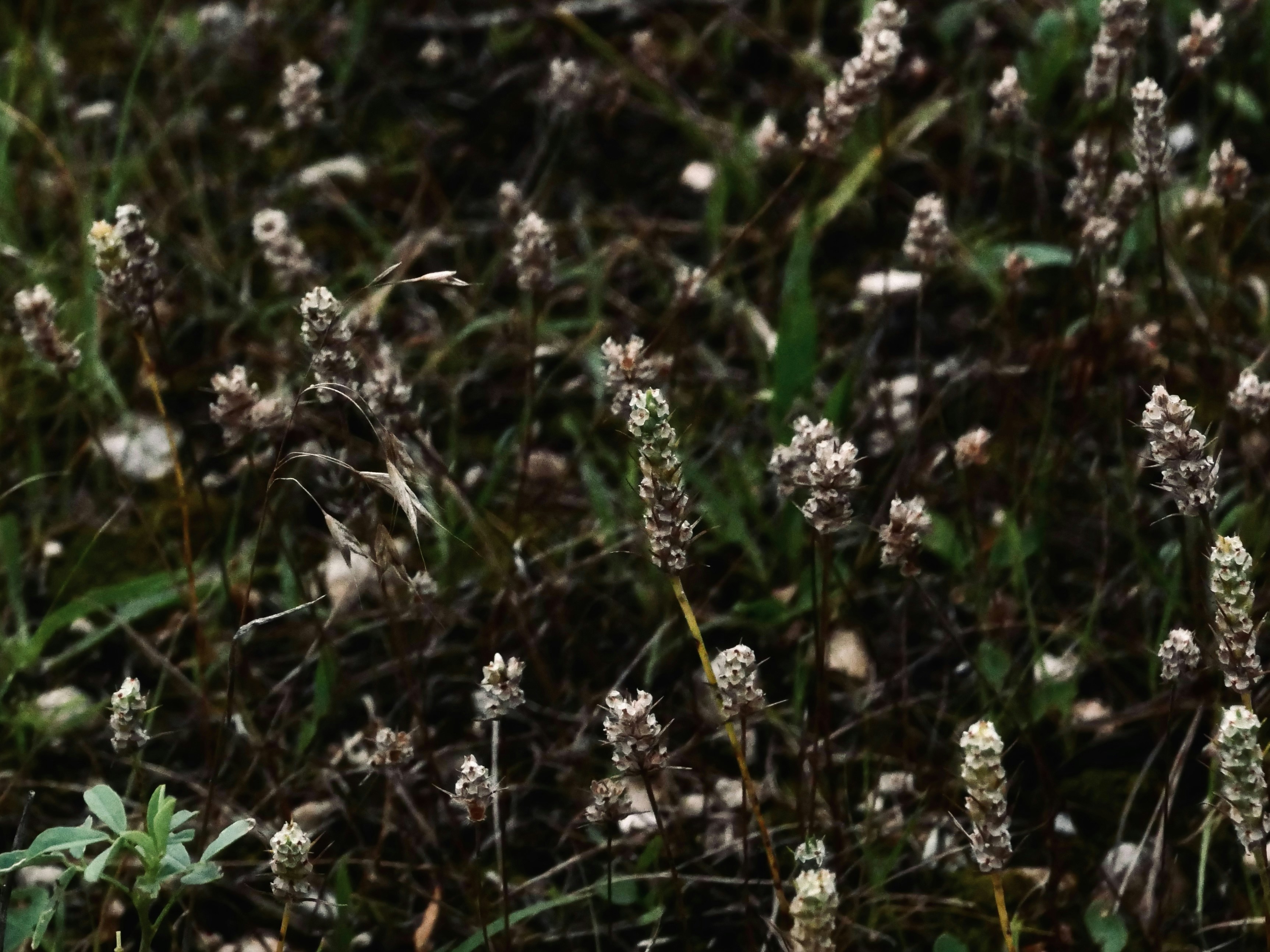 Quiet Field of Seed Heads at Twilight