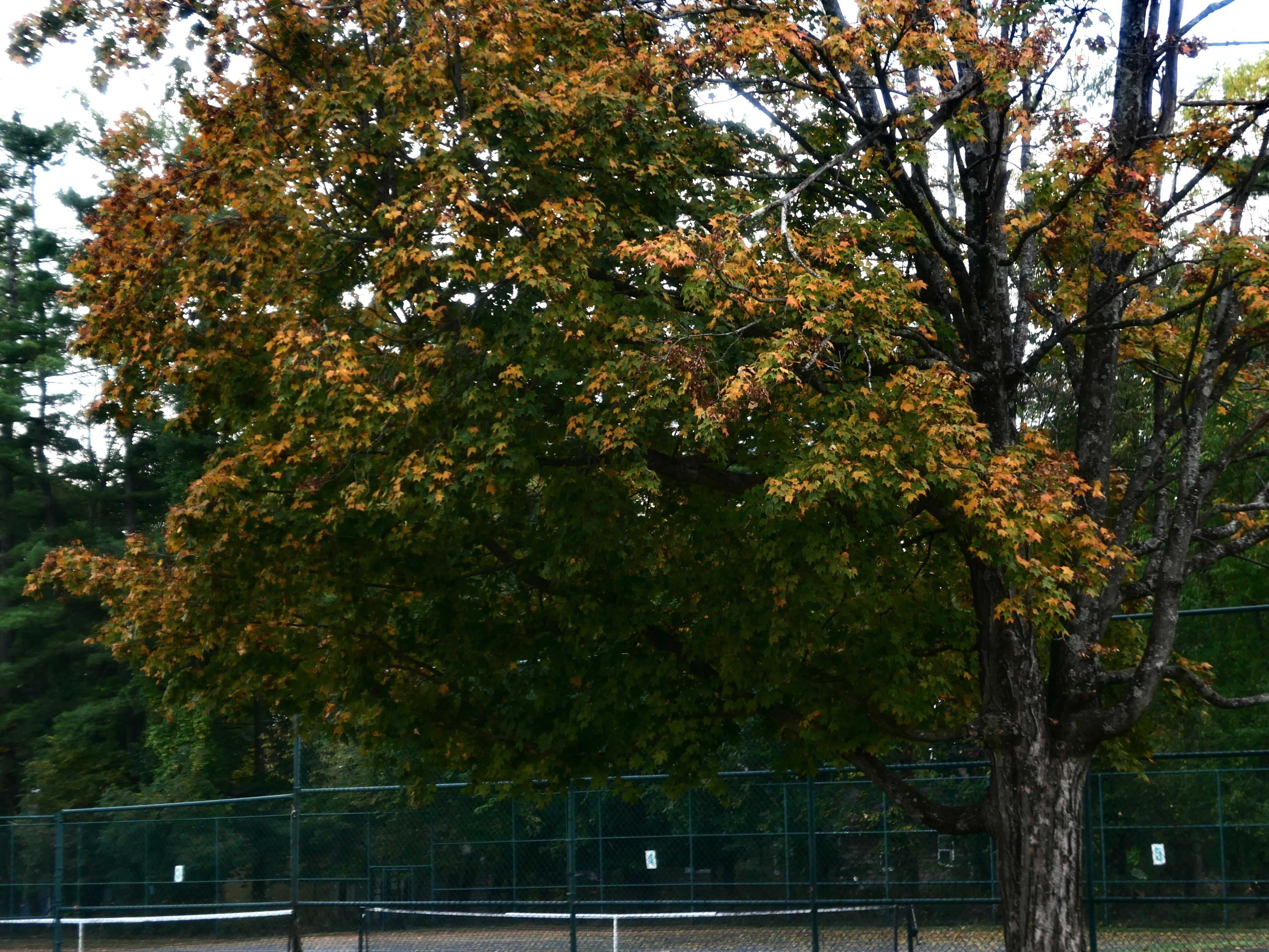 Autumn Tree Crown Over a Weathered Park Fence