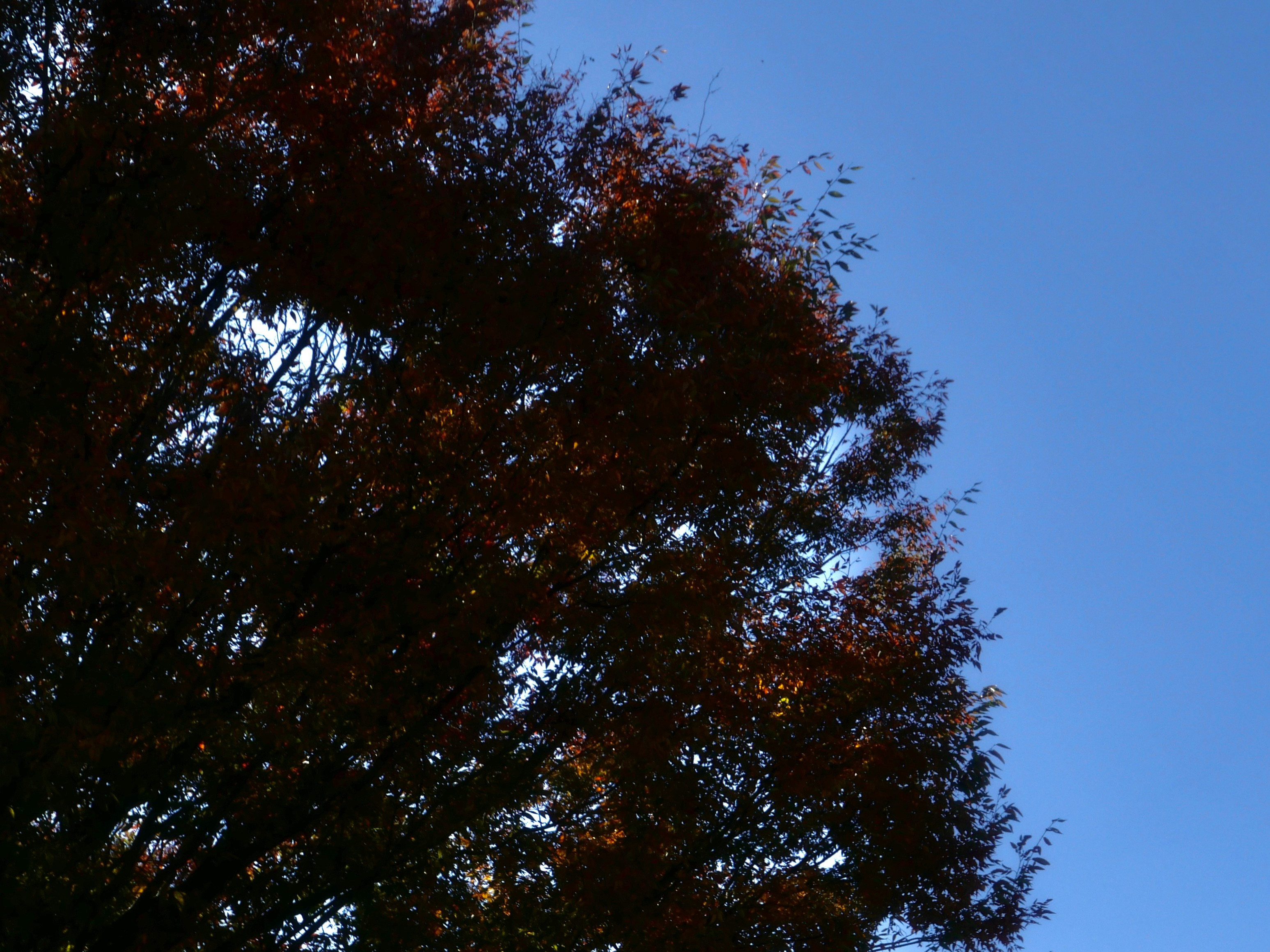 Sunlit canopy peeking through blue daylight
