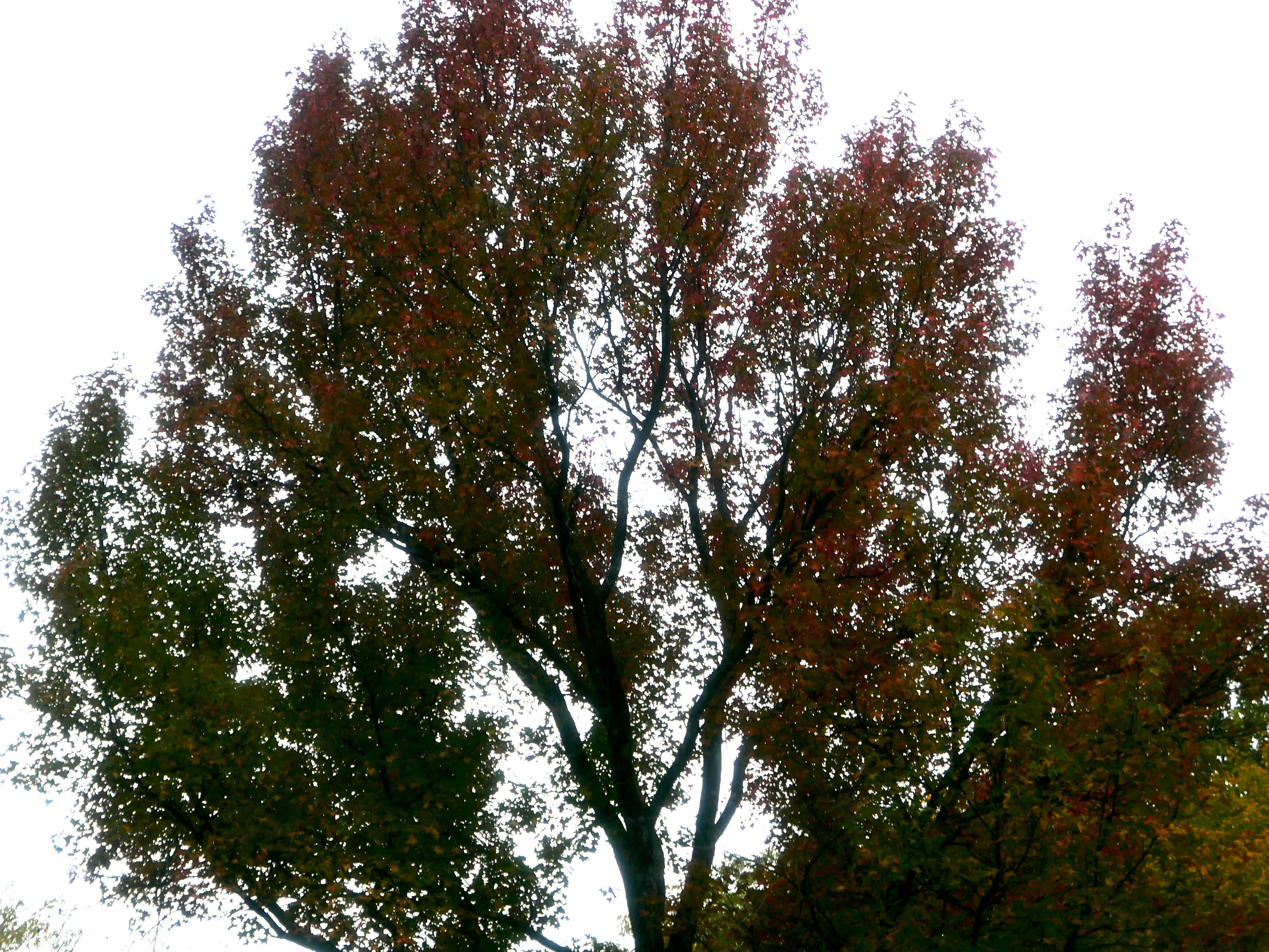 Autumn Canopy: A Tree with Multicolored Foliage Against a Bright Sky