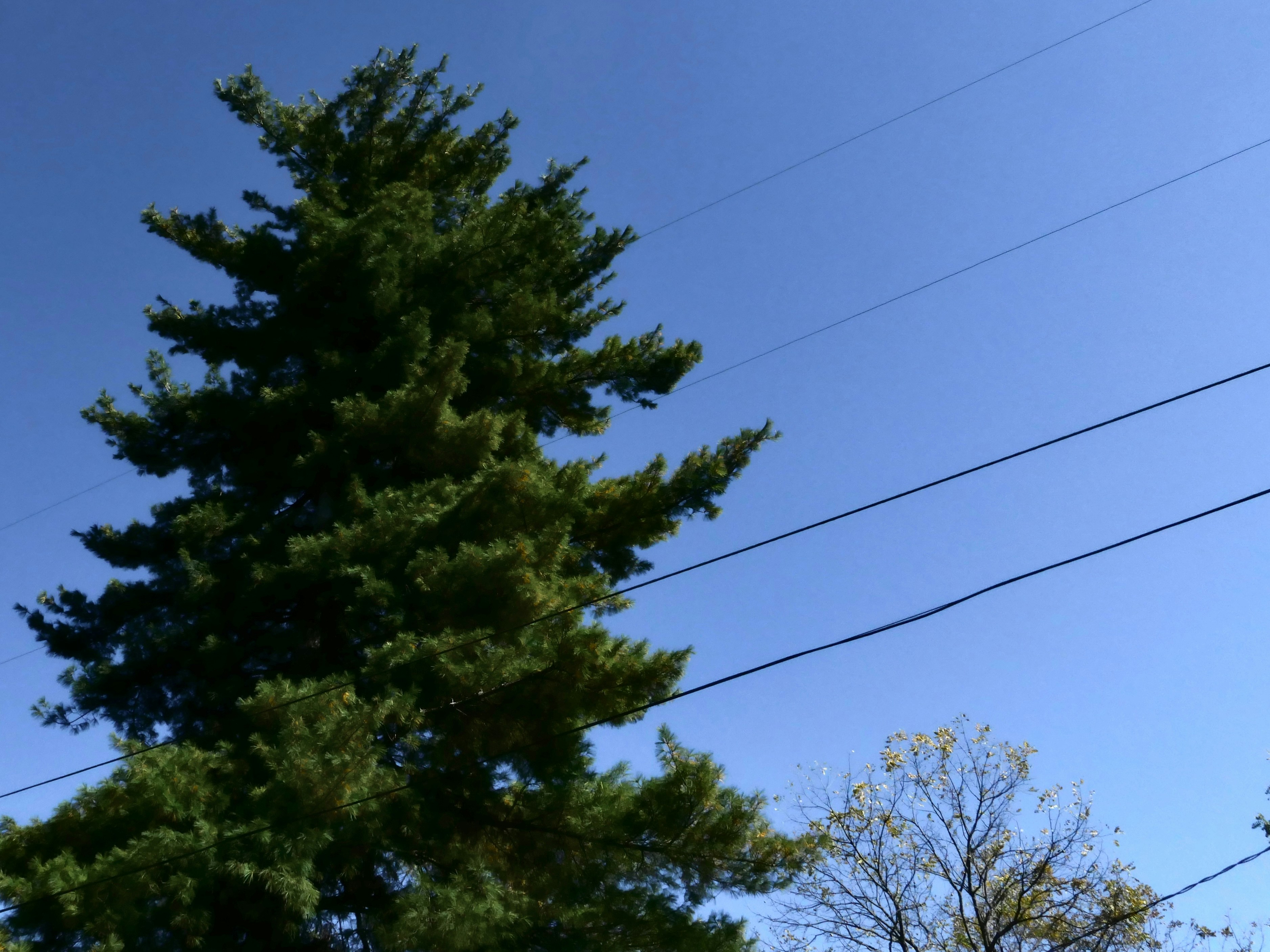 Towering Pine Against a Clear City Sky