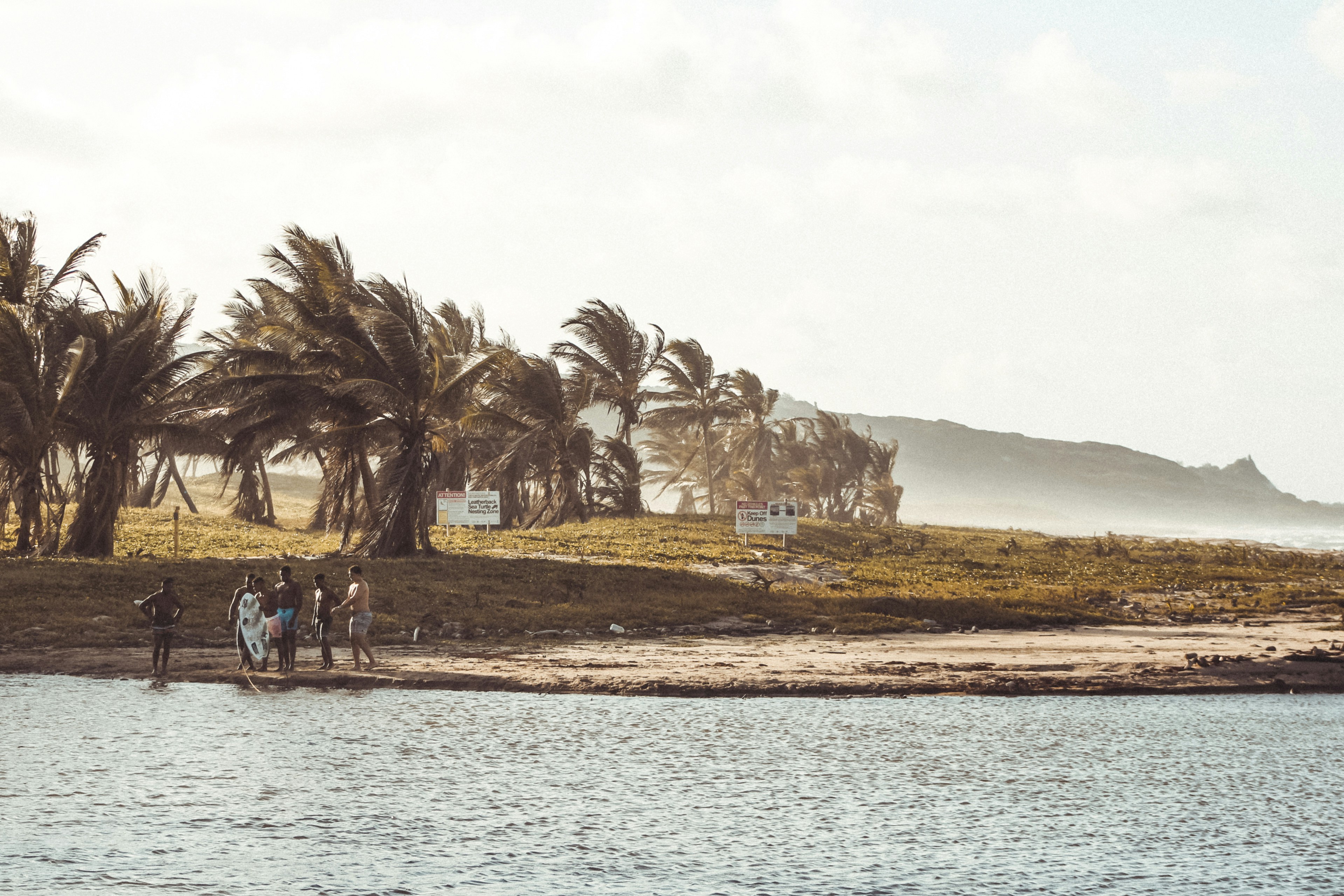 Palm-shaded shoreline with family on a sunlit tidal flat