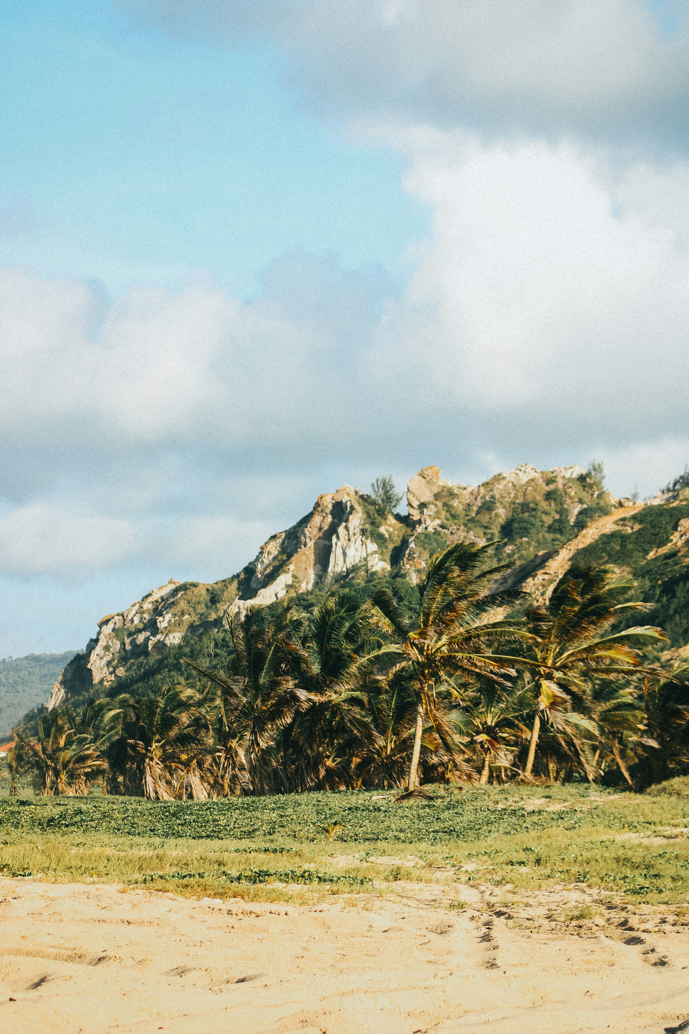 Palm-dotted shoreline beneath a sunlit cliffscape