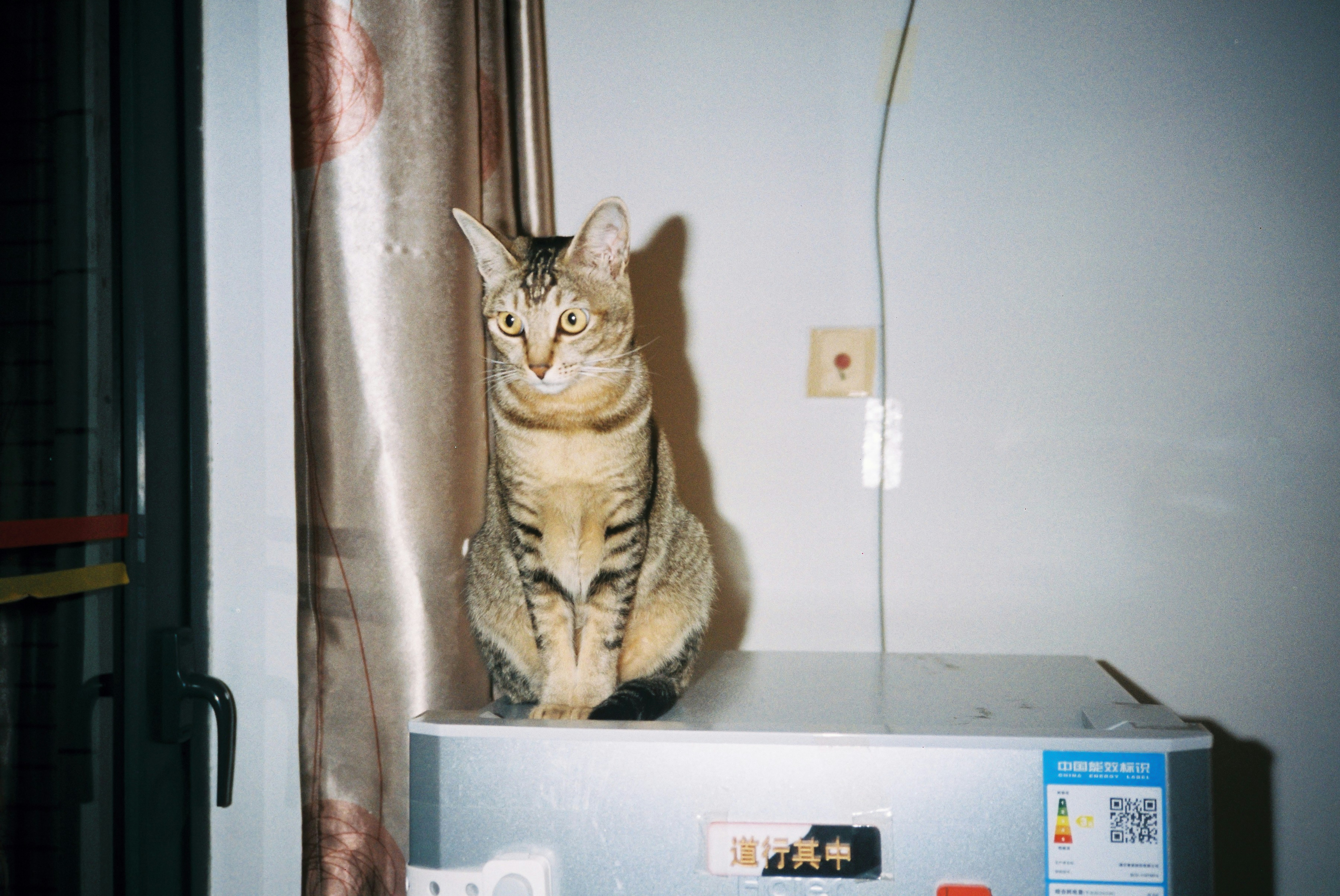 A tabby cat sits on top of a refrigerator.
