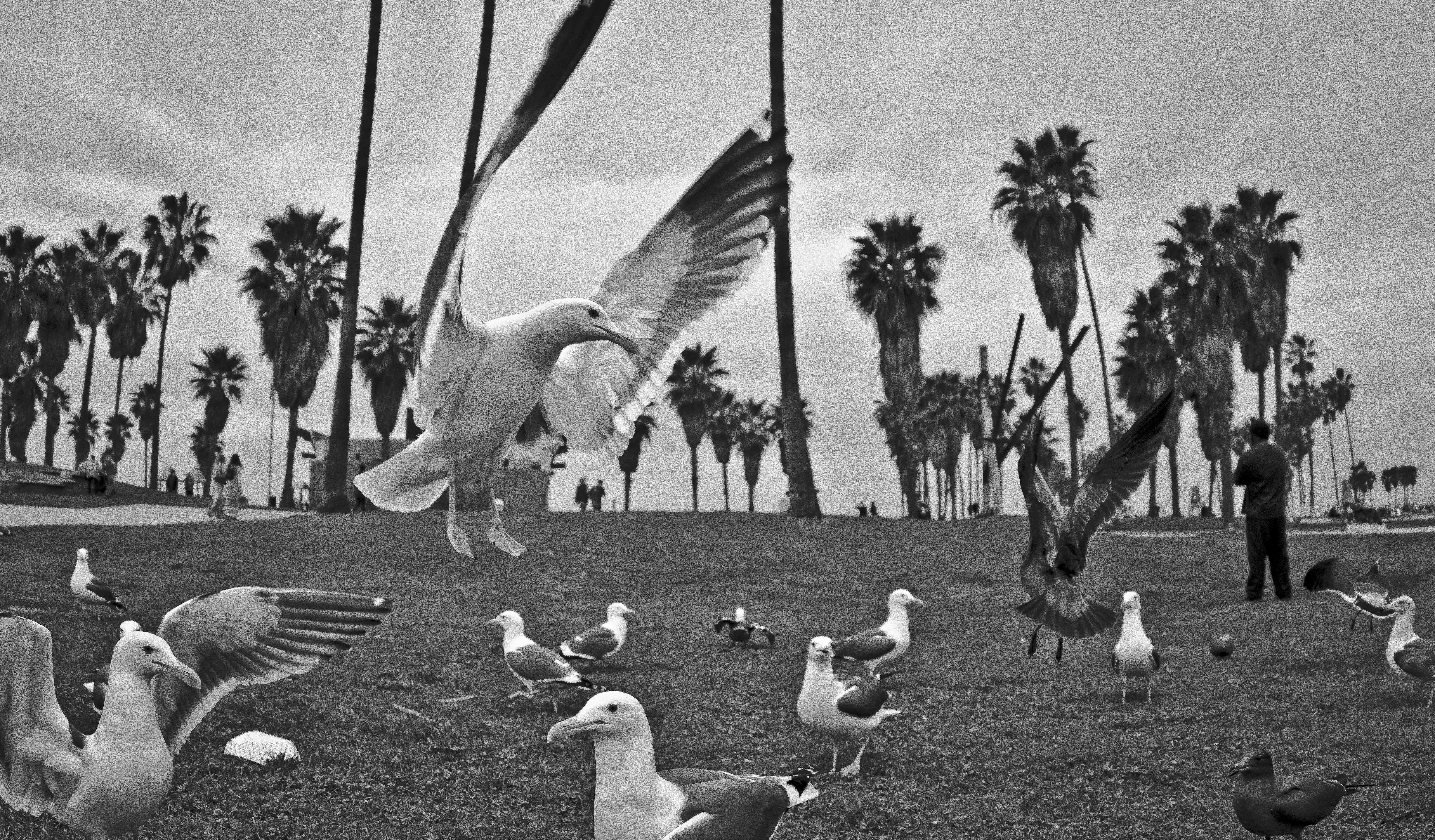 Winged Gateway: Seagulls over a Palm-Row Beach Scene