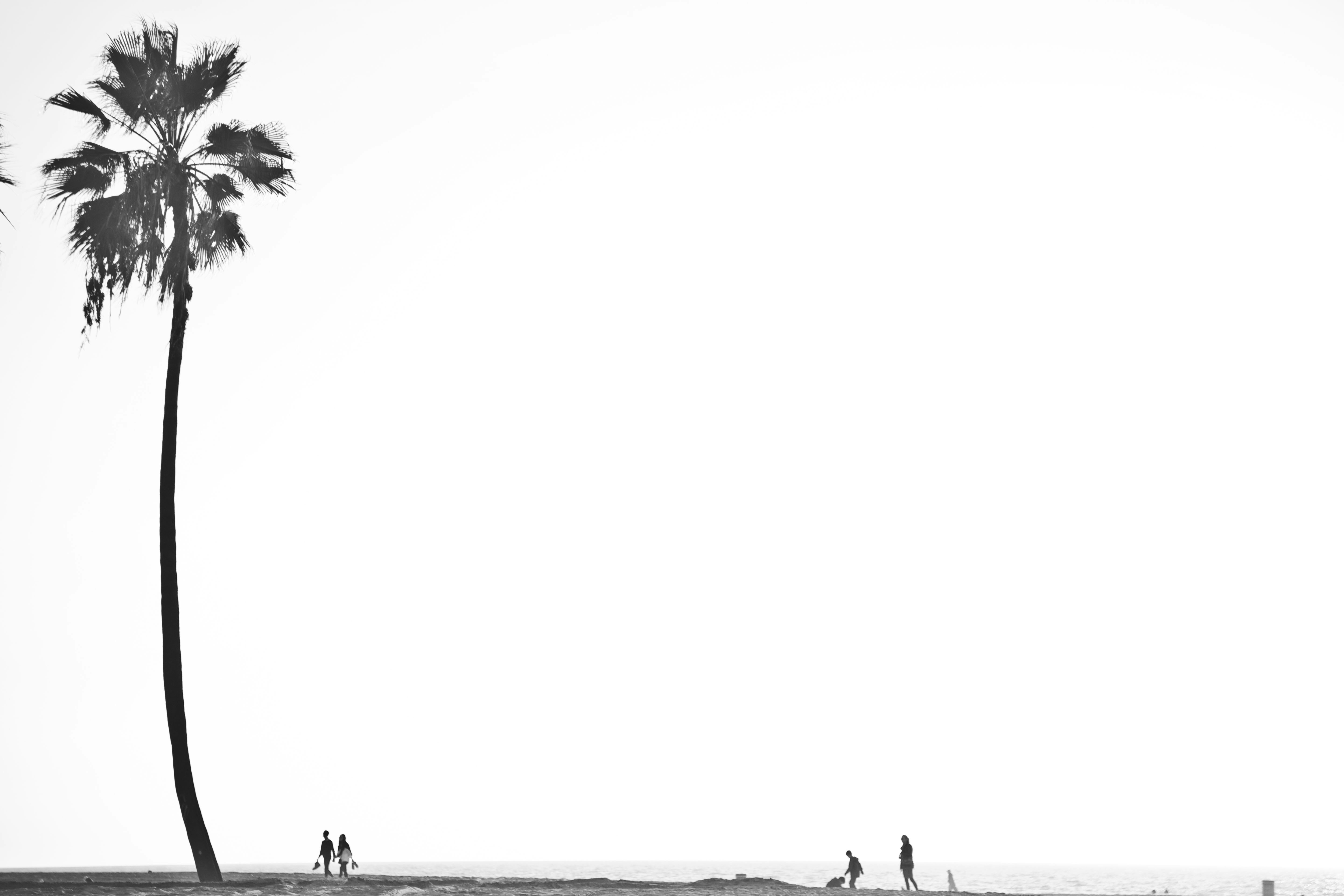 Lonely Palm at the Edge of the Shore