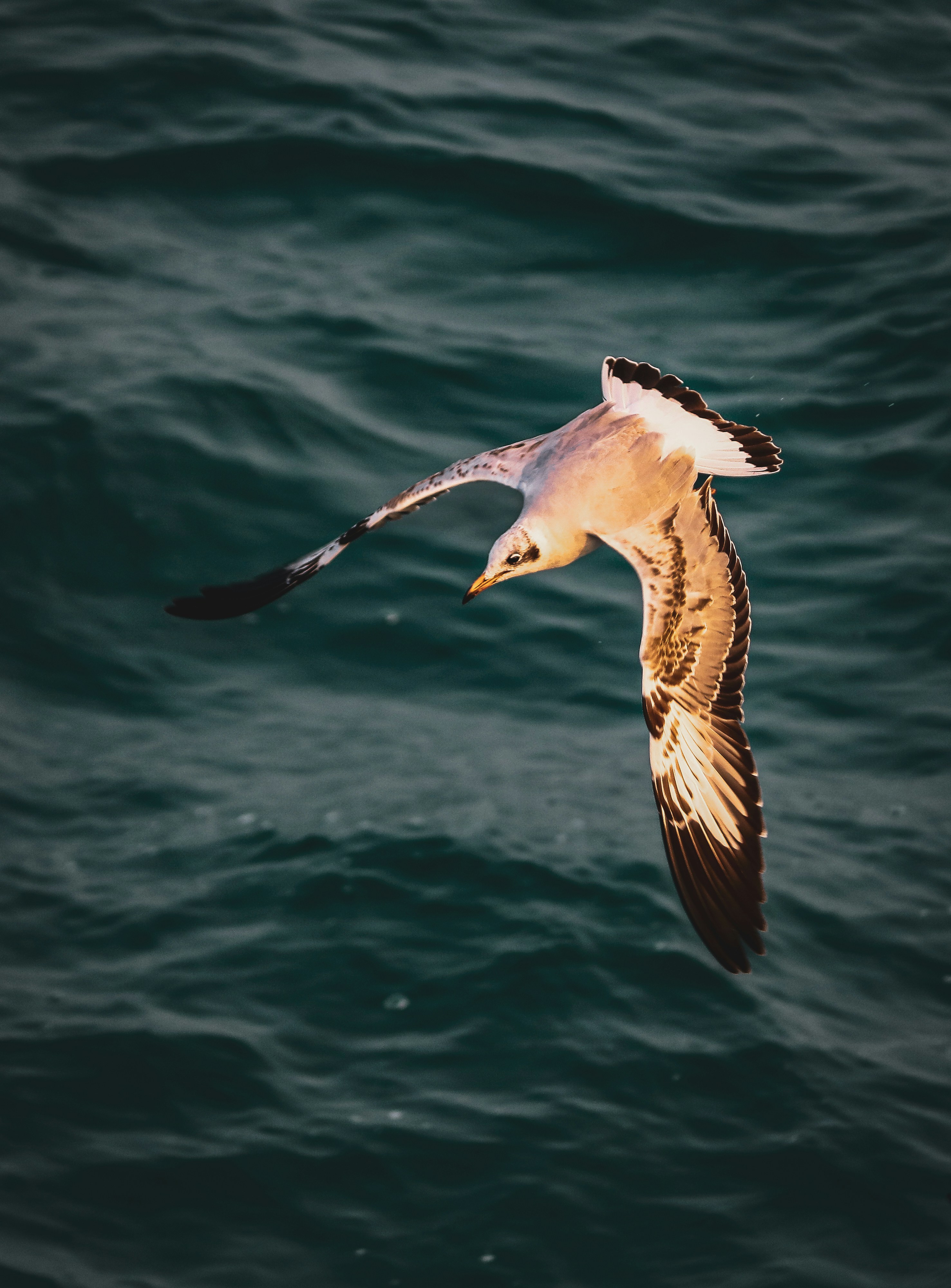 Midflight Gull: A Sunlit Glide Across Turquoise Depths