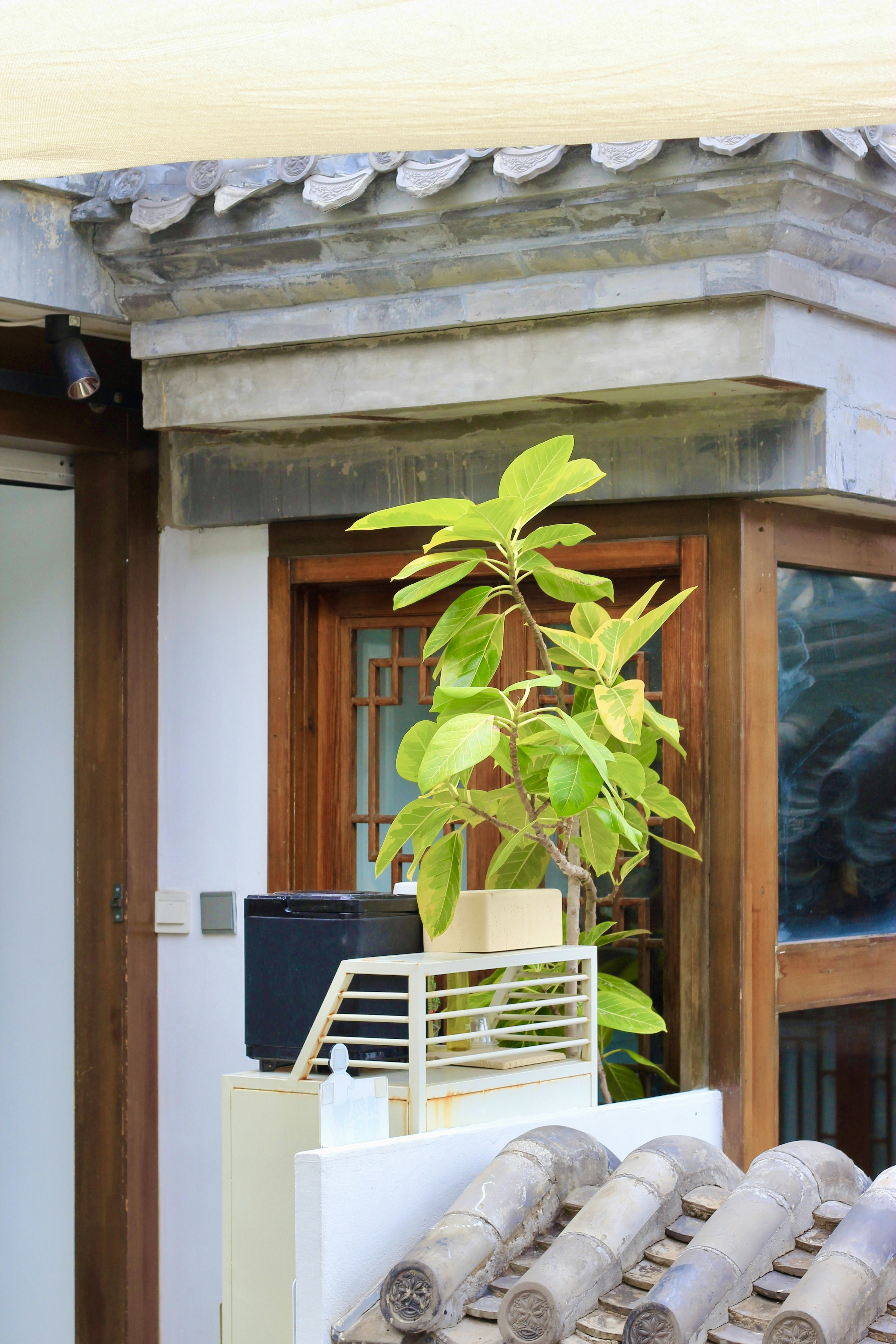 Green Foliage Rising Against a Traditional Doorway