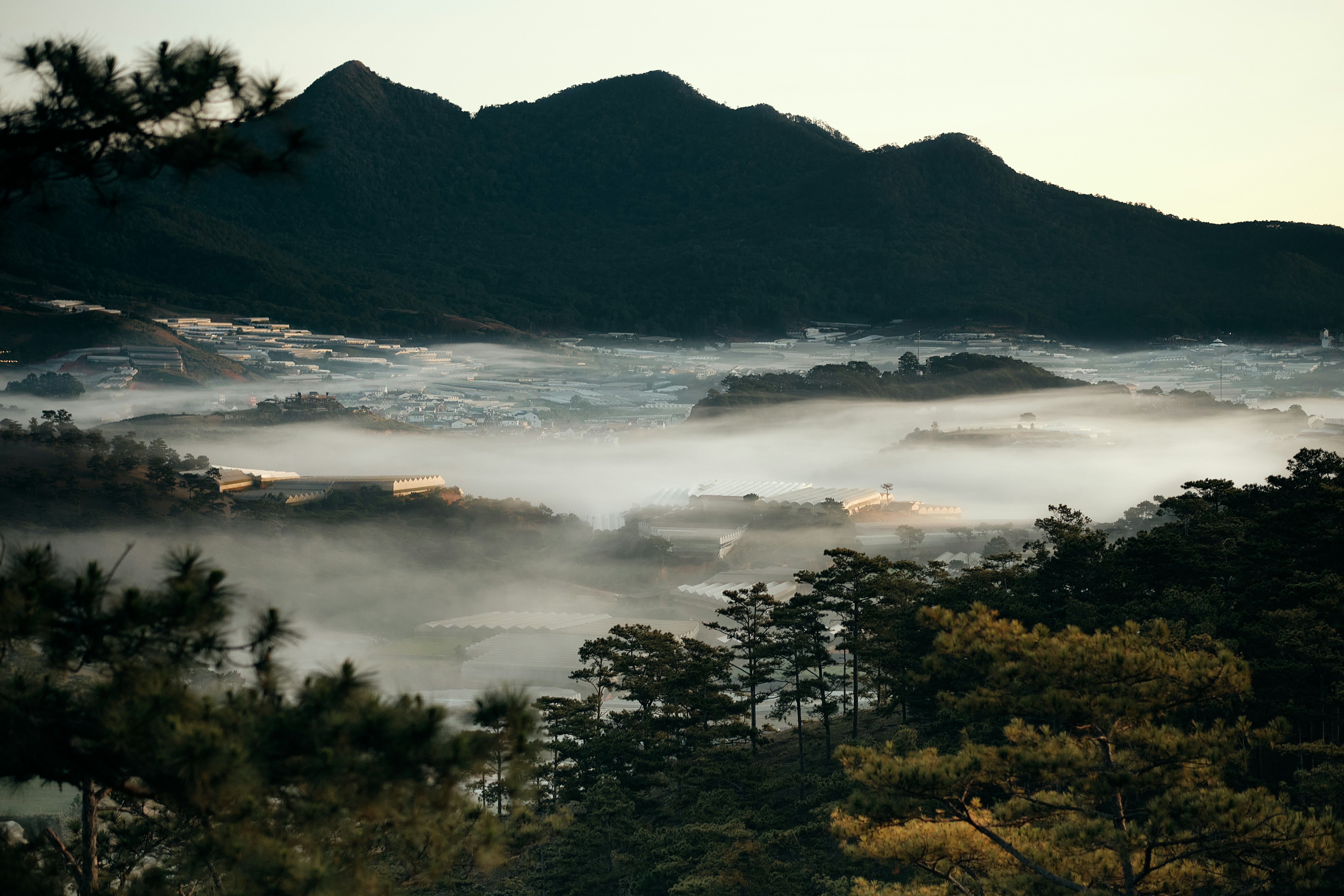 Mist over the Valley: Pines and Mountain Silhouettes at Dawn