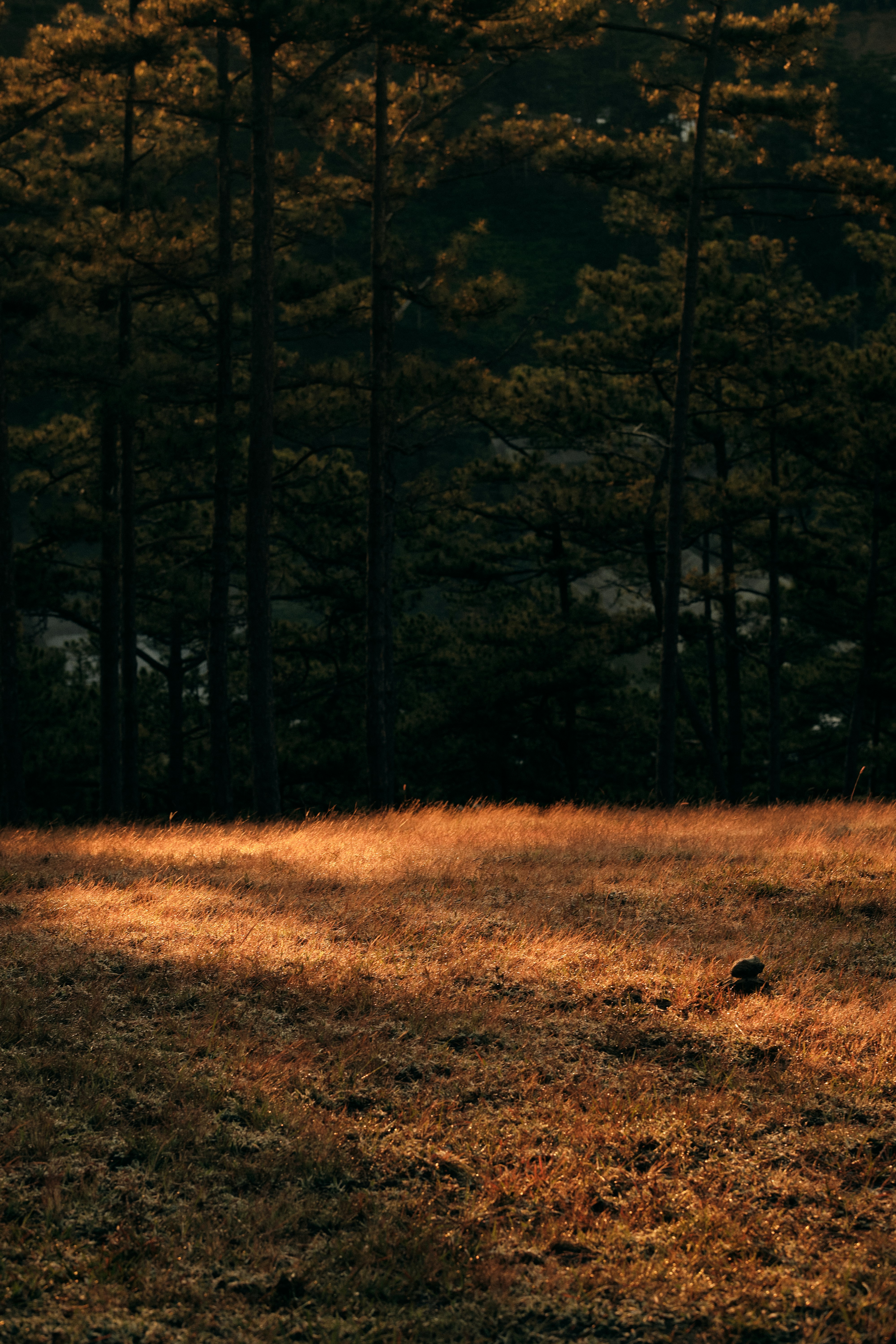 Amber Light Over Quiet Meadow at Dusk