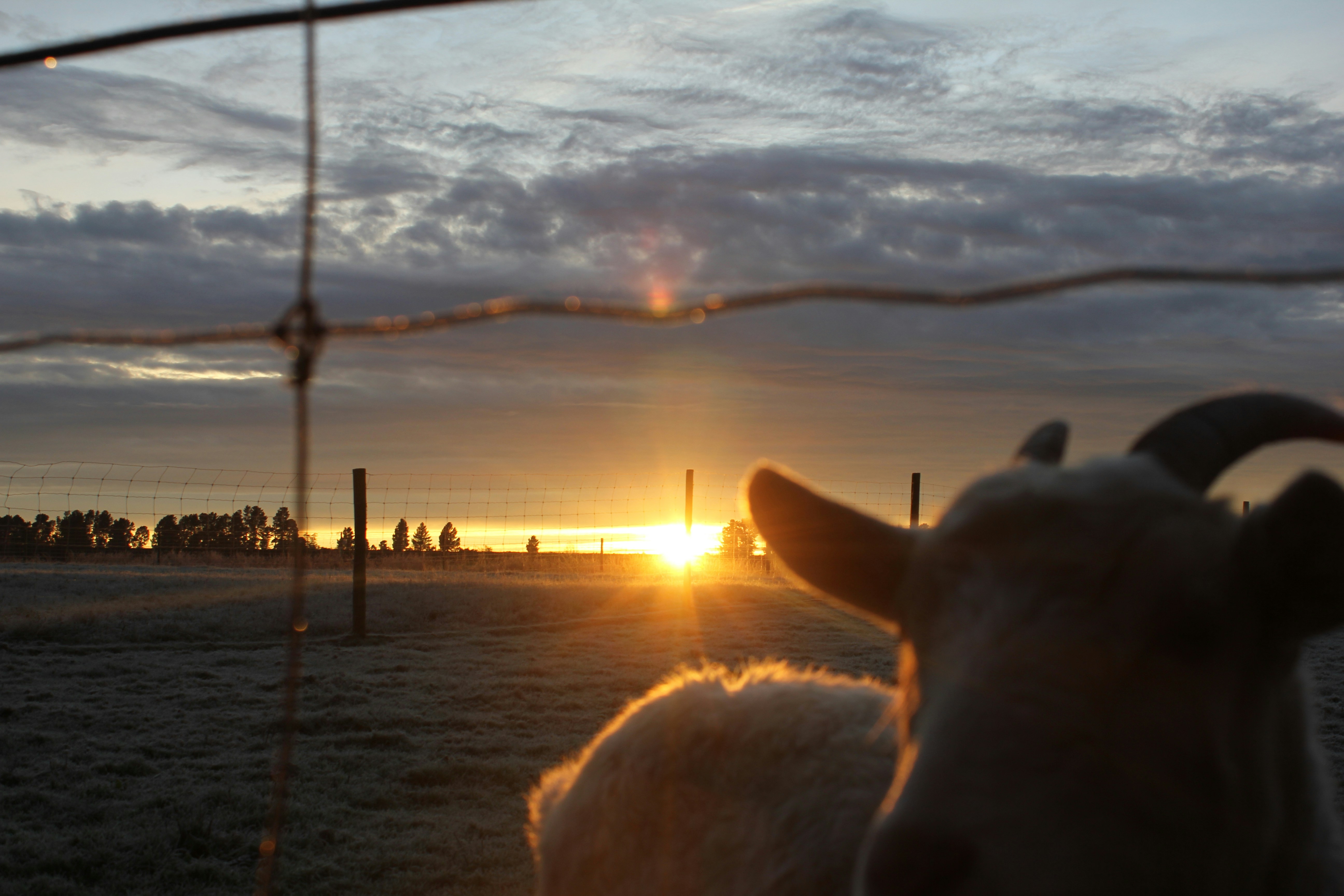 Sunlit Barbed Field: Cattle at Dusk Gaze