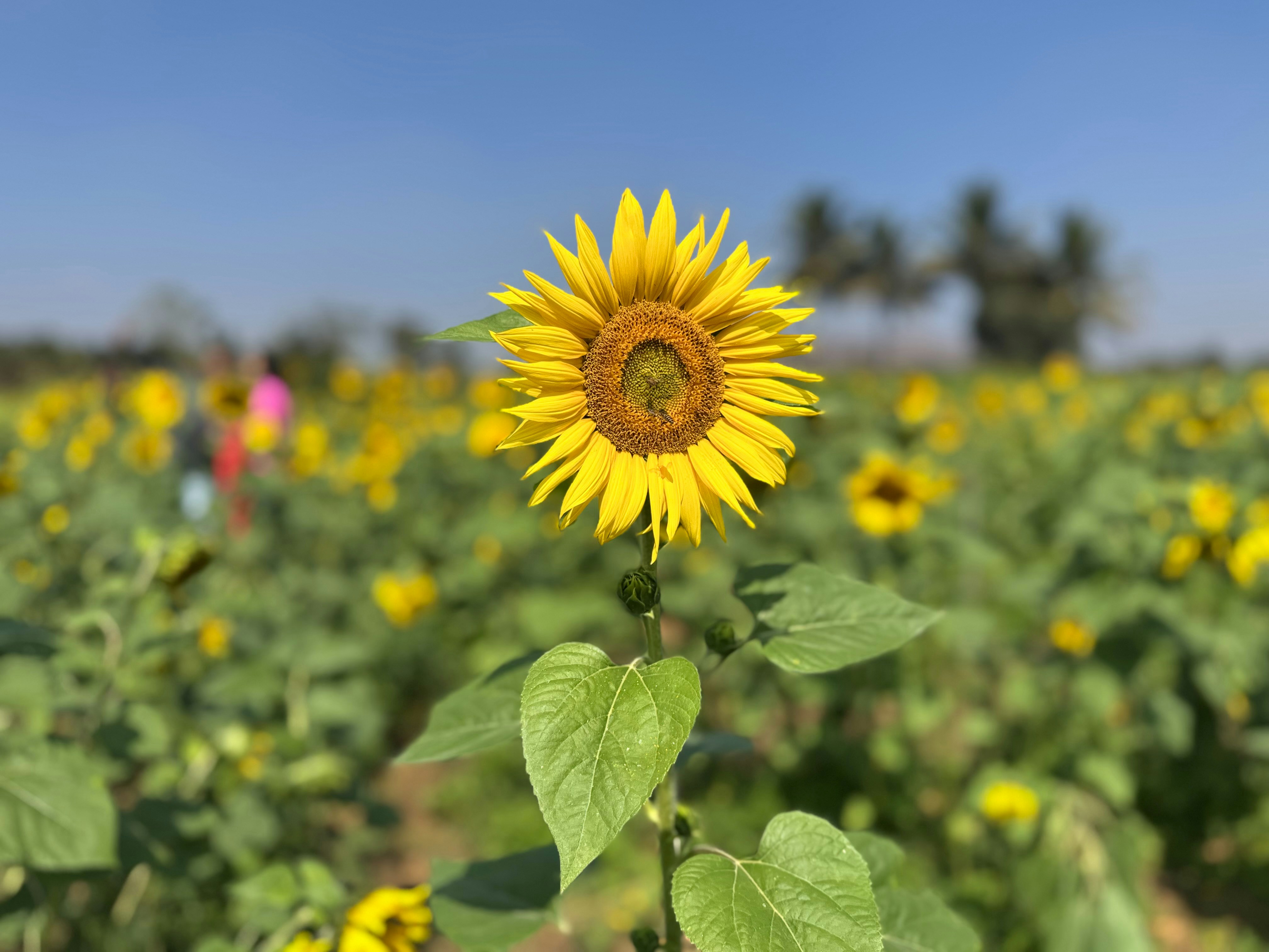 Sunflower Sentinel: A Standalone Bloom in a Sea of Gold