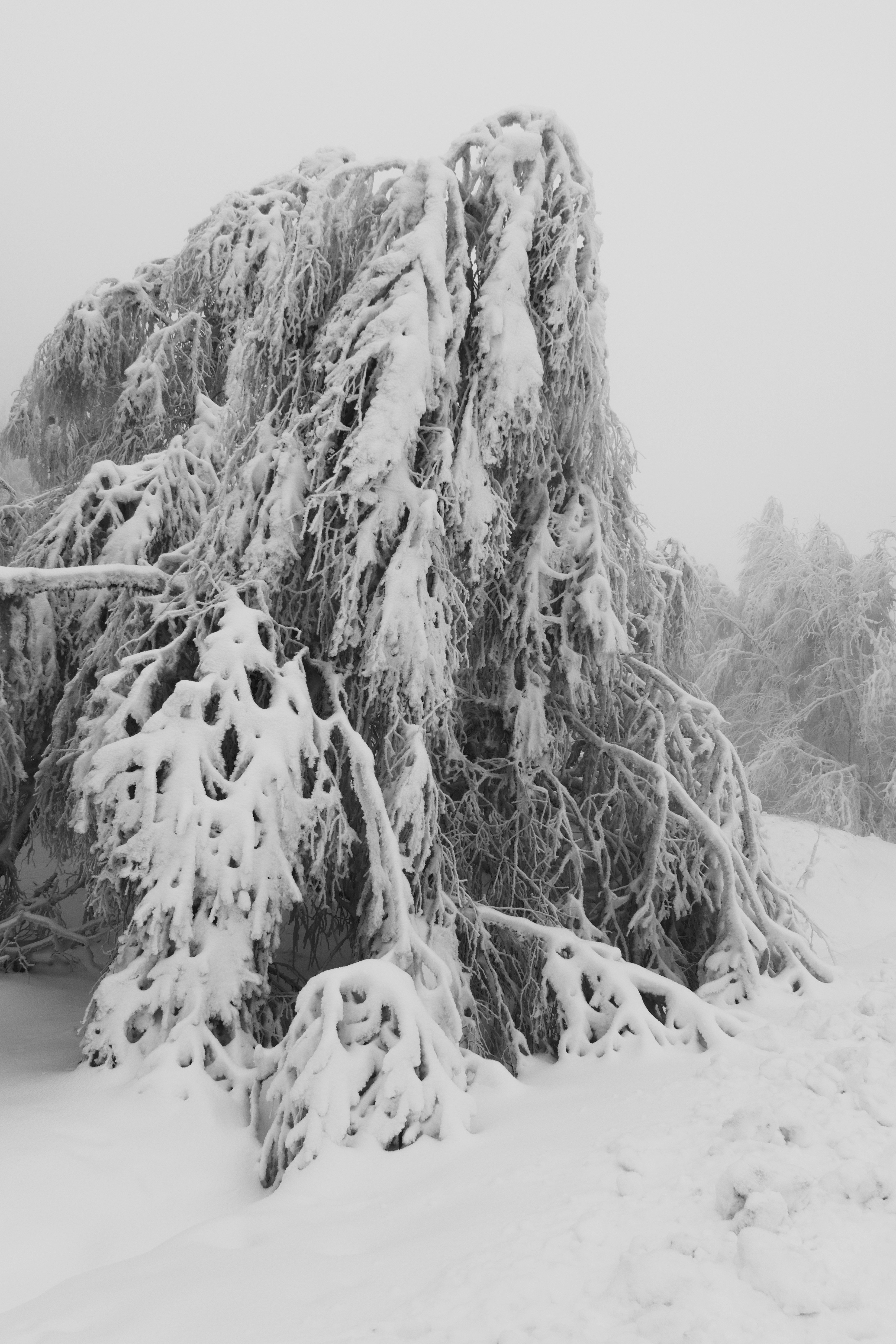 Snow-Curtained Pine Like a Silent Sentinel