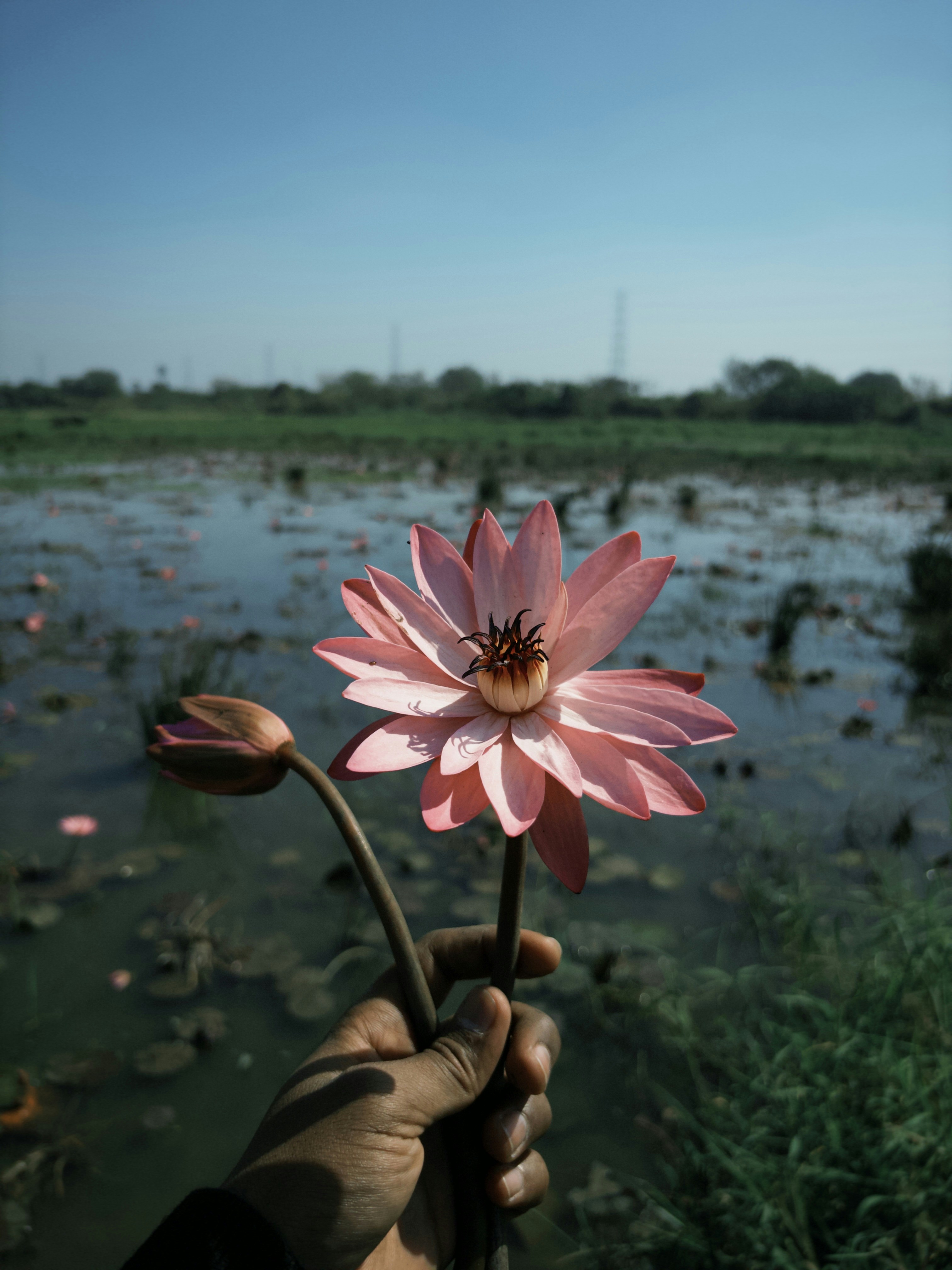 Pink Water Lily Crowned by a Handful of Dawn