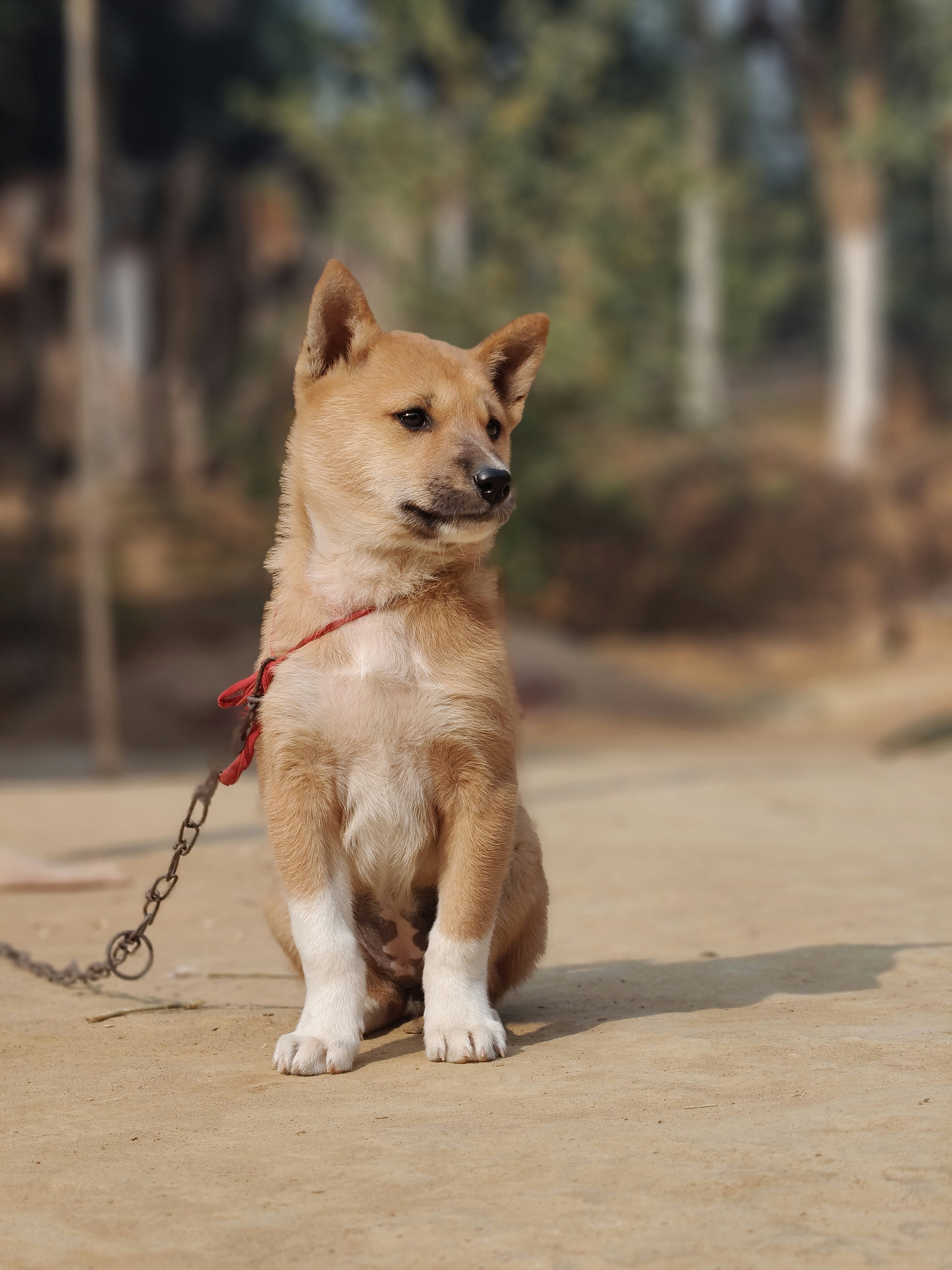 A tan puppy with white paws sits on a leash.