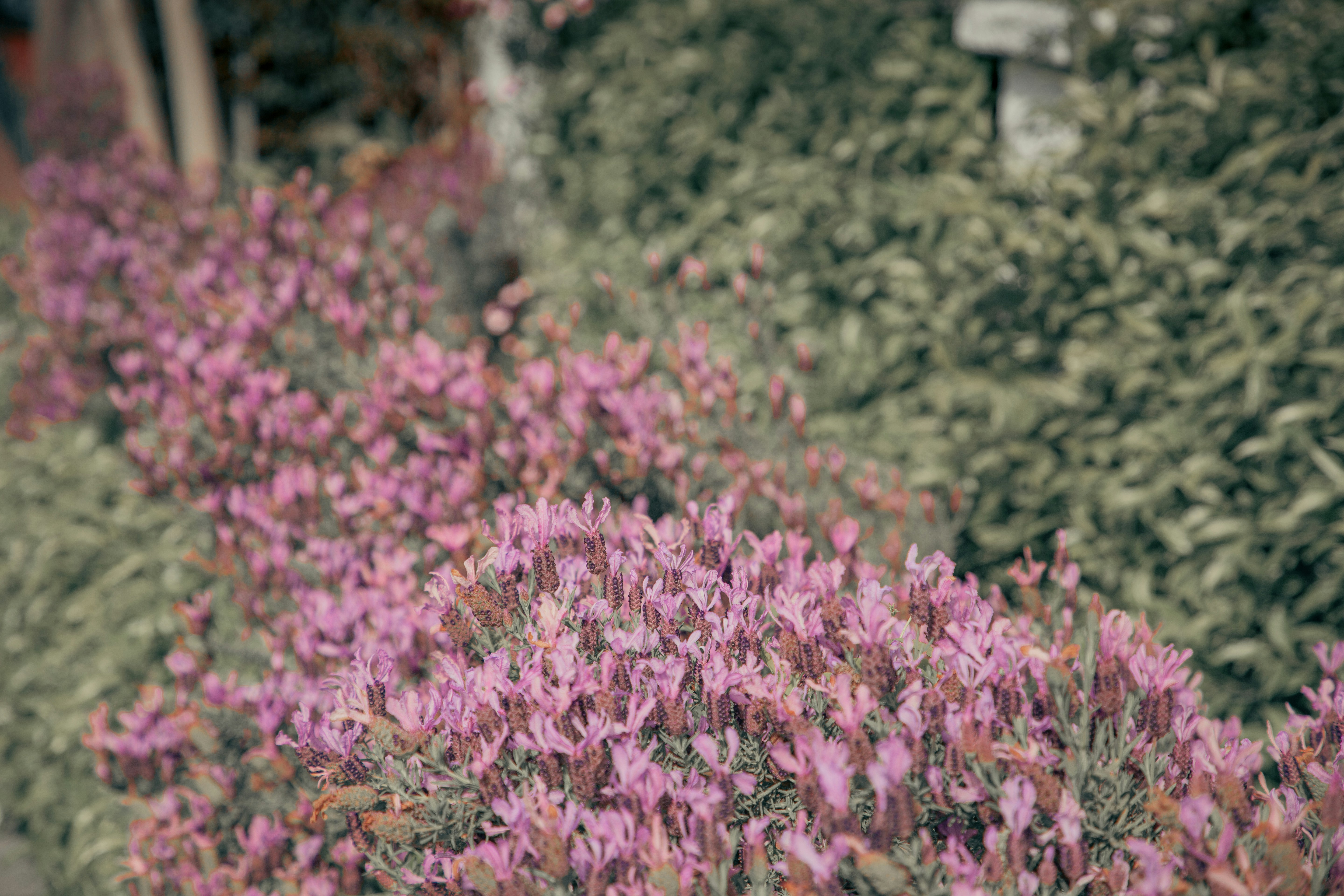 Pink Heather in Soft Focus Garden Blooms