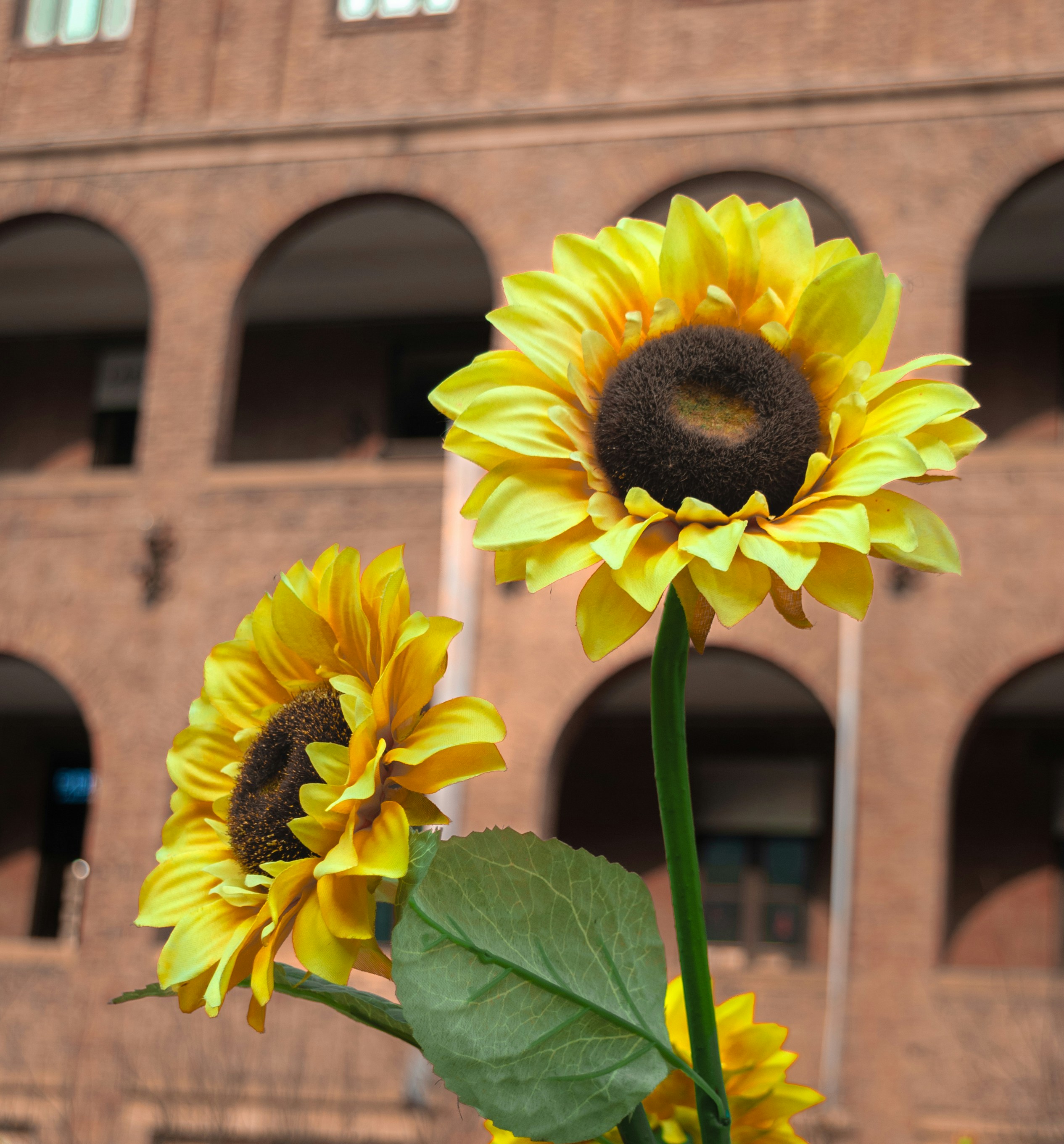 Sunlit Sunflowers Stand Tall Against Brick Arches