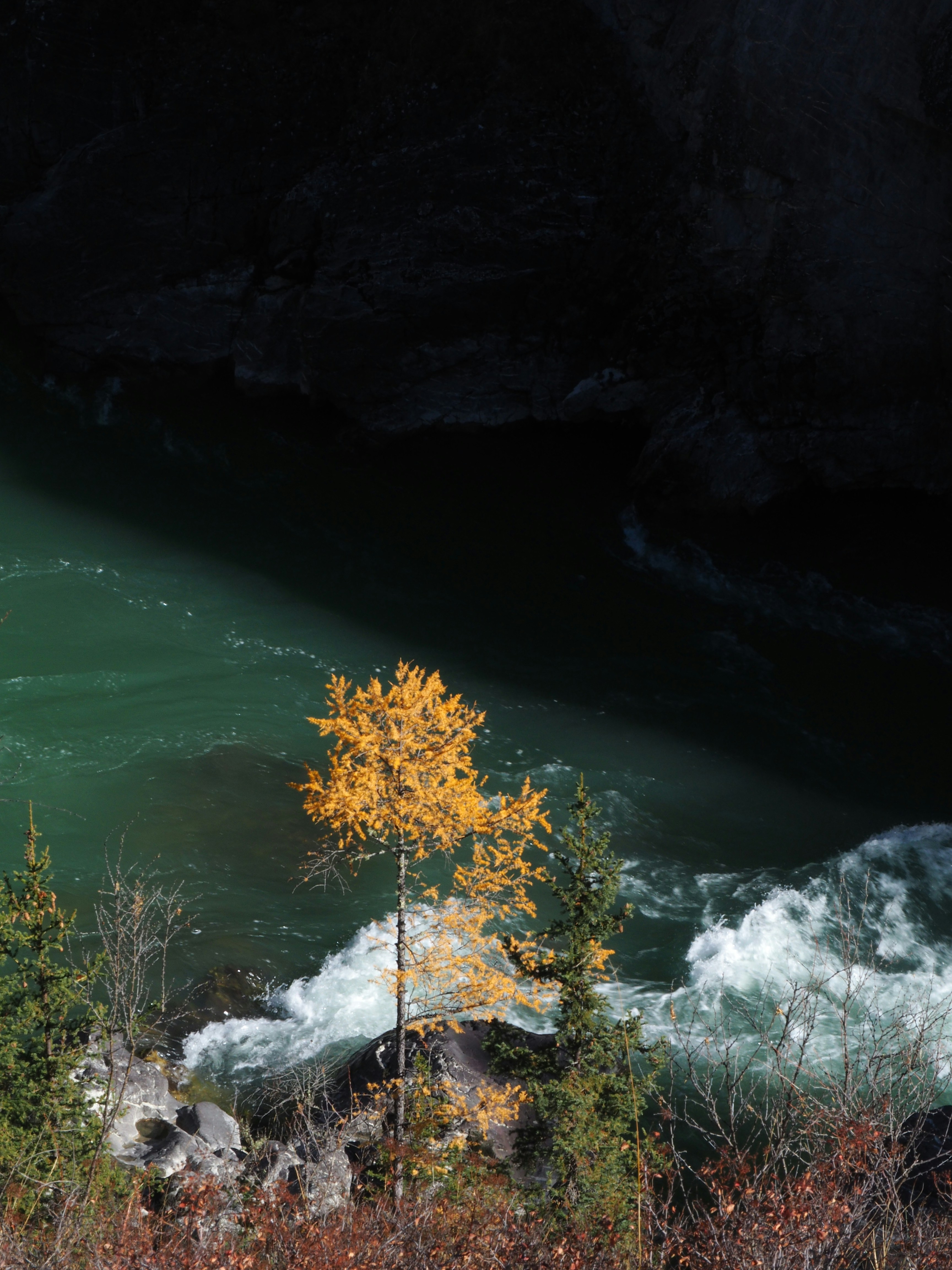 Autumn Tree Brimming Over Turquoise Rapids