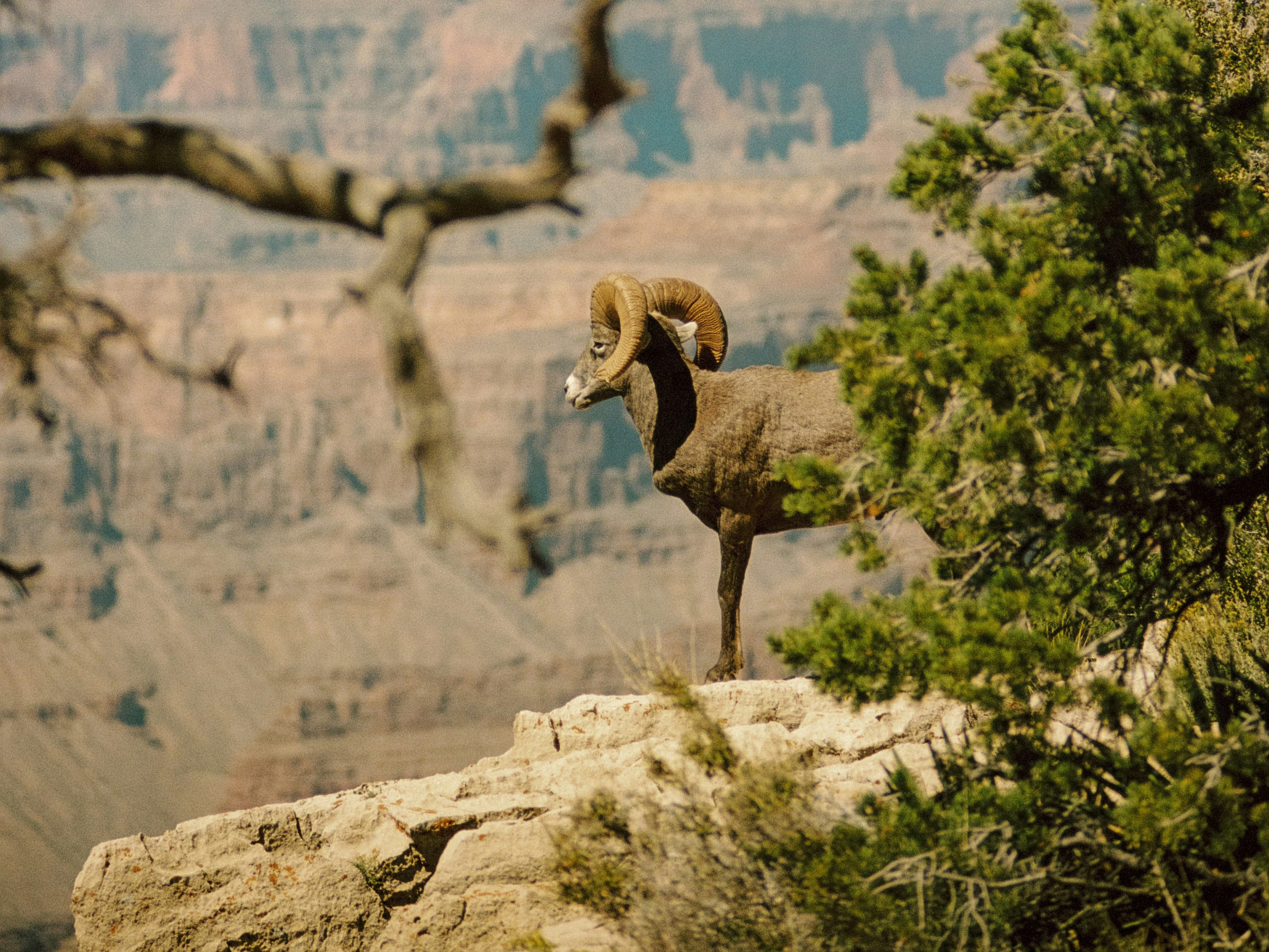 Rams on the Rim: A solitary ram surveys the canyon edge