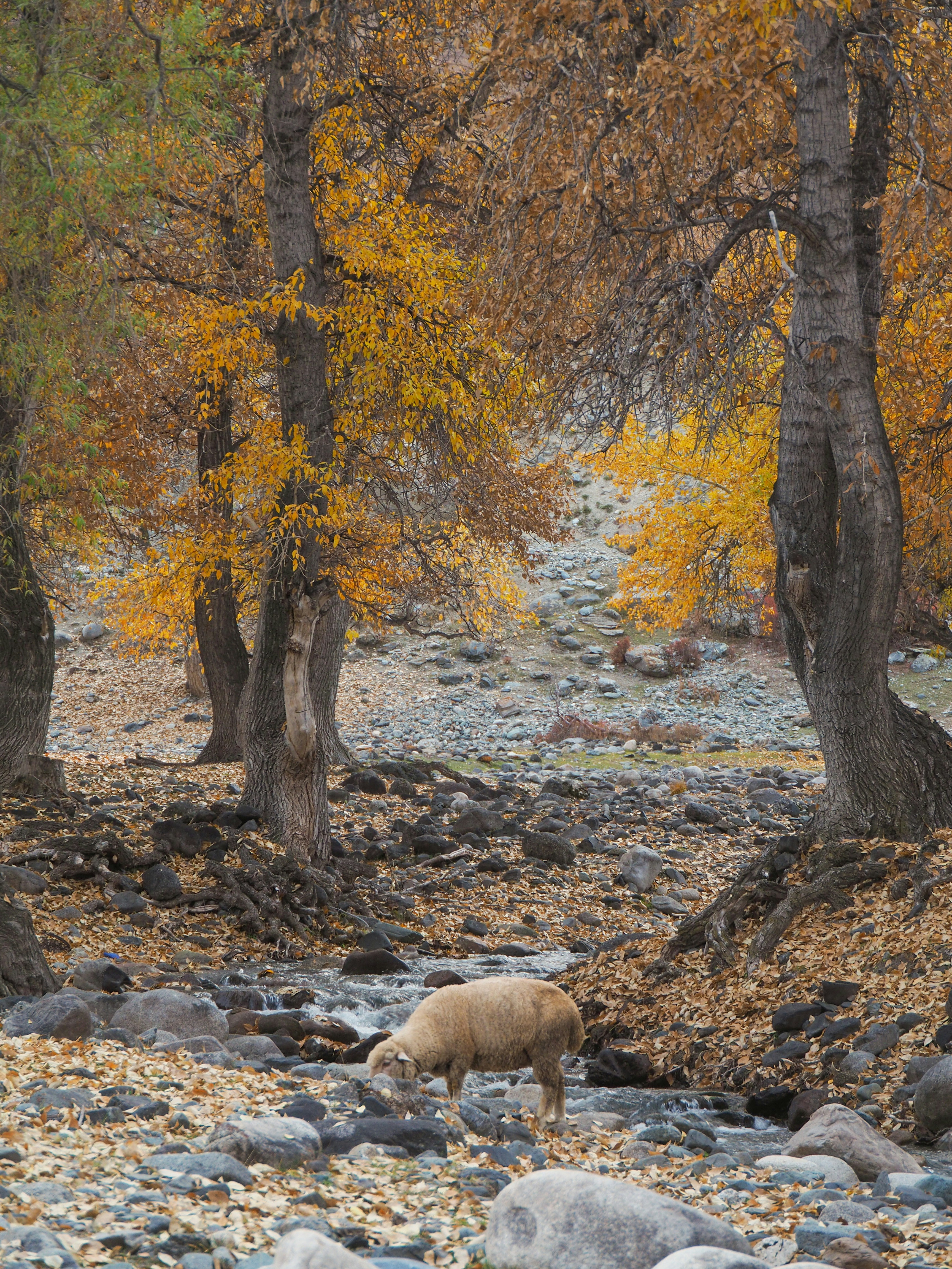Golden Woodland Creek: A Sheep forage Beneath Autumn Trees