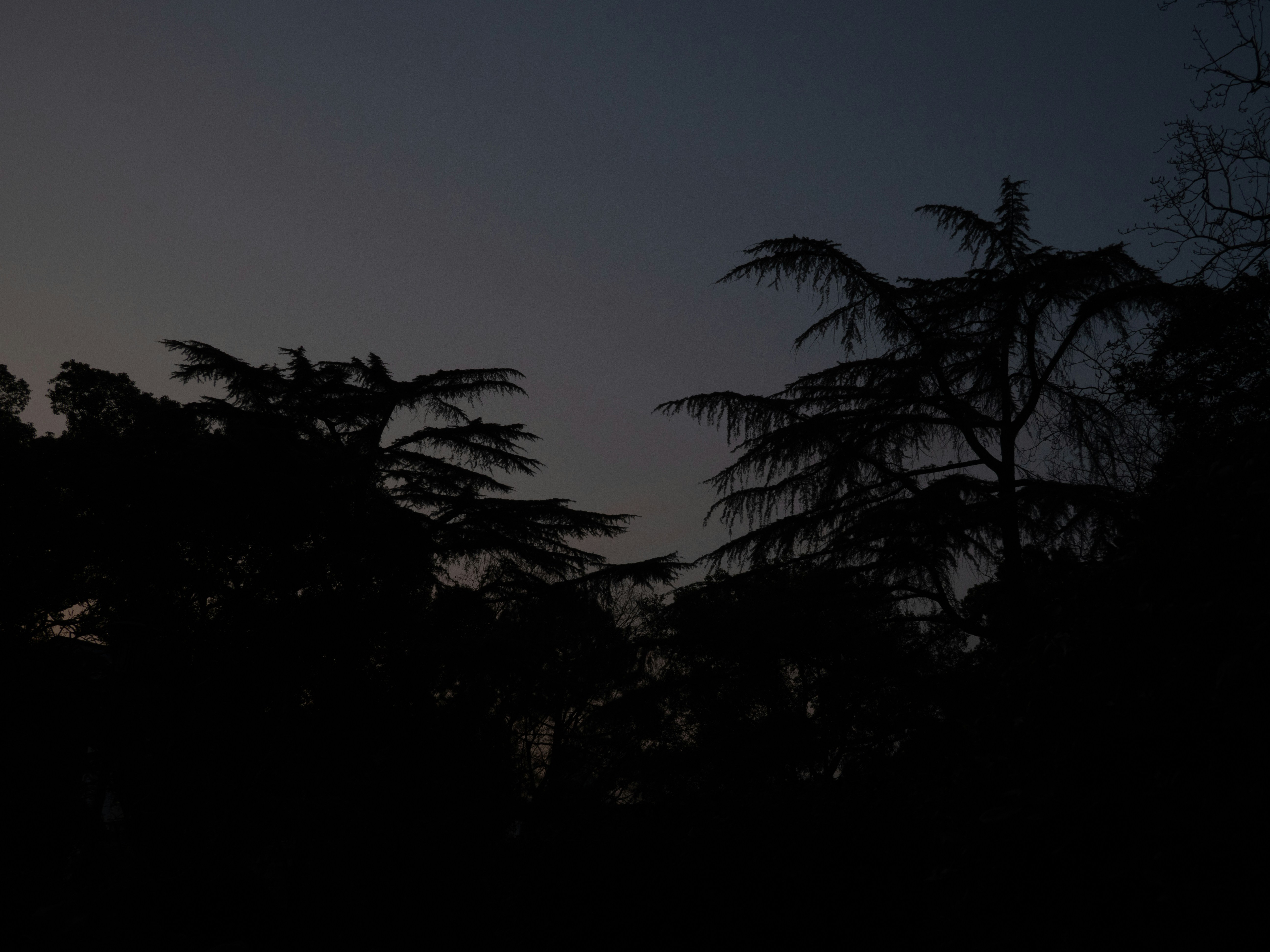 Dusk Silhouette: Pines Against a Quiet Horizon