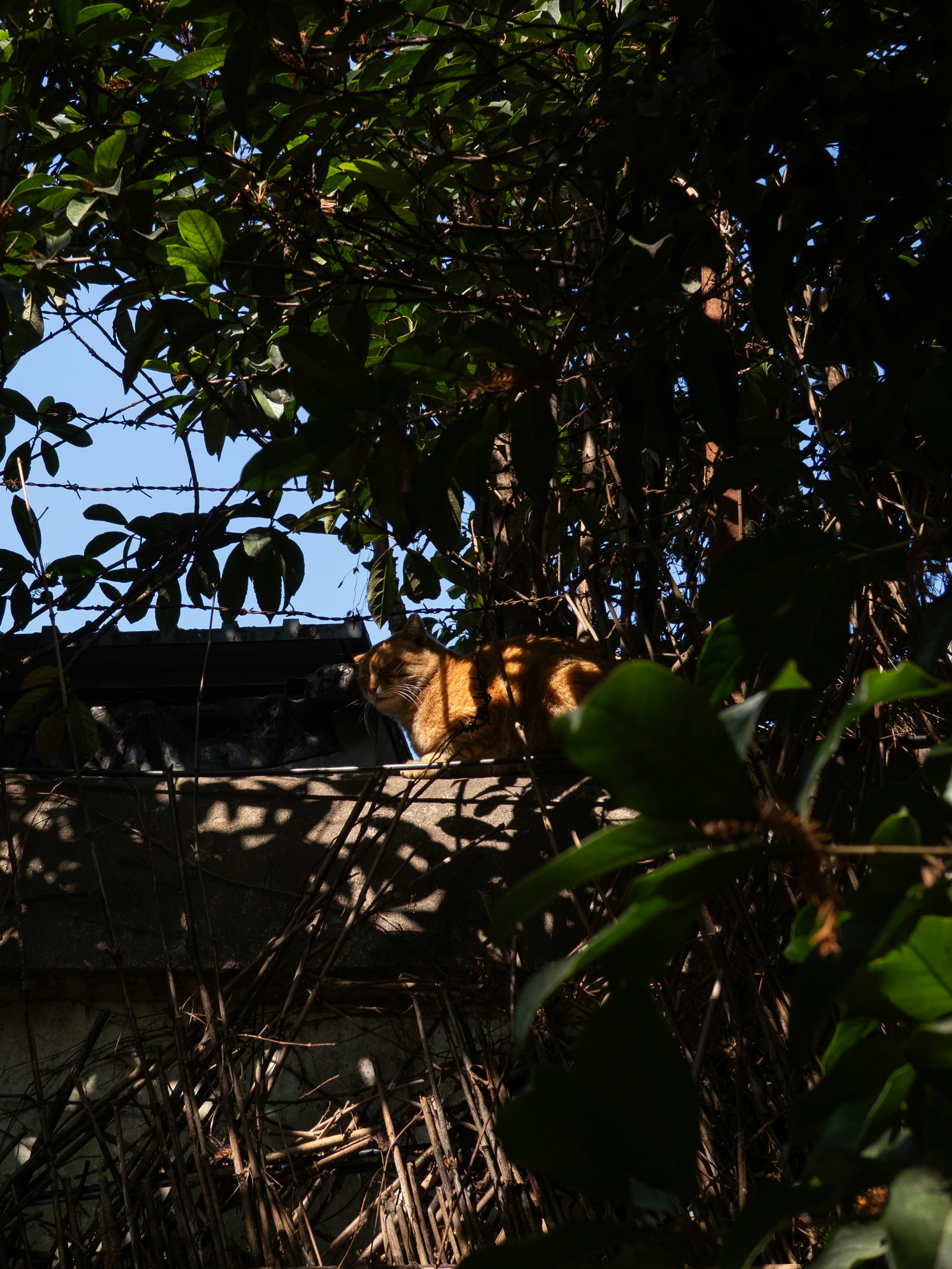 Hidden Hunter: a feline silhouette prowls the shadowed wall