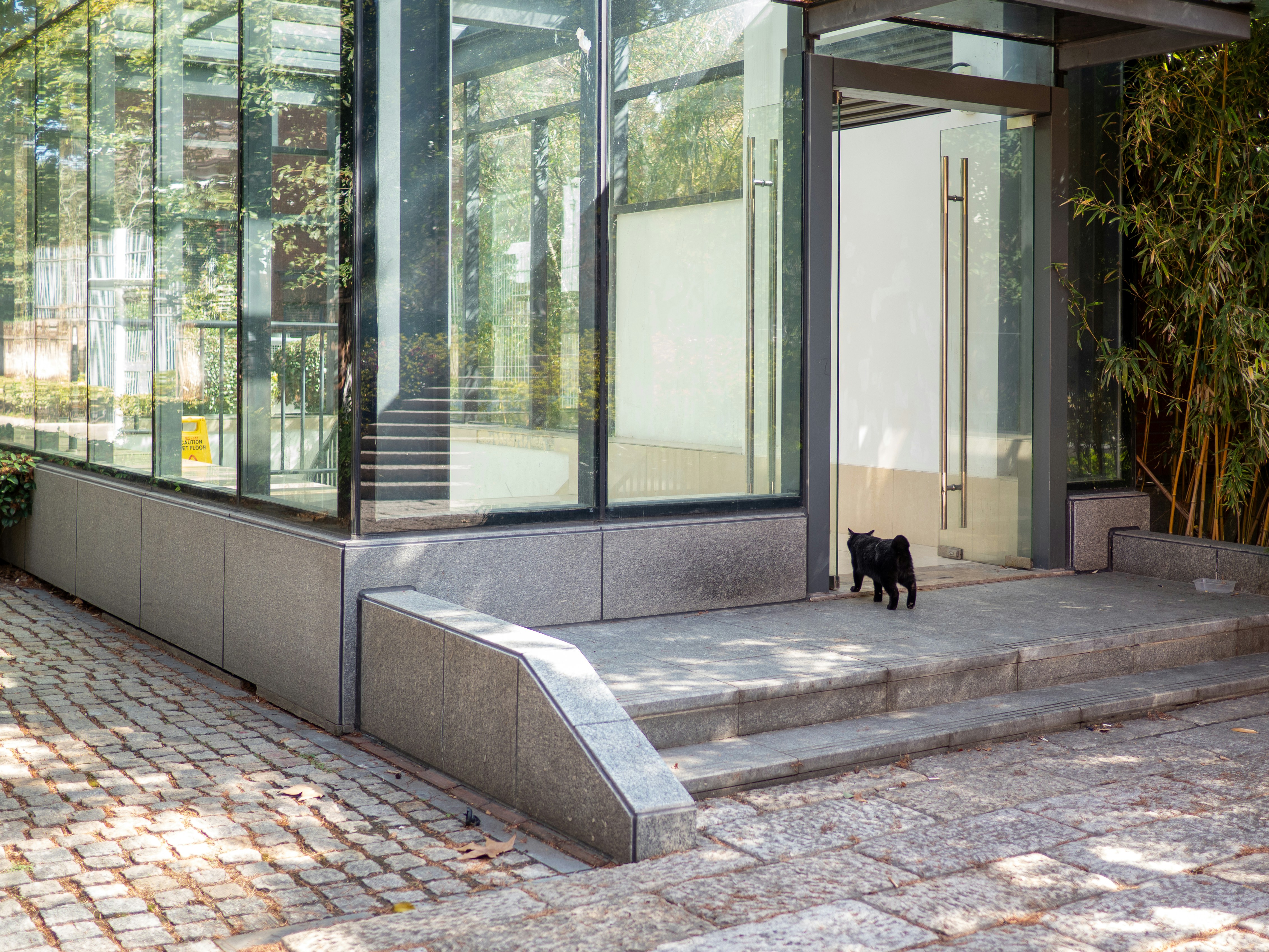 Black Cat on Stone Steps by Glass Facade