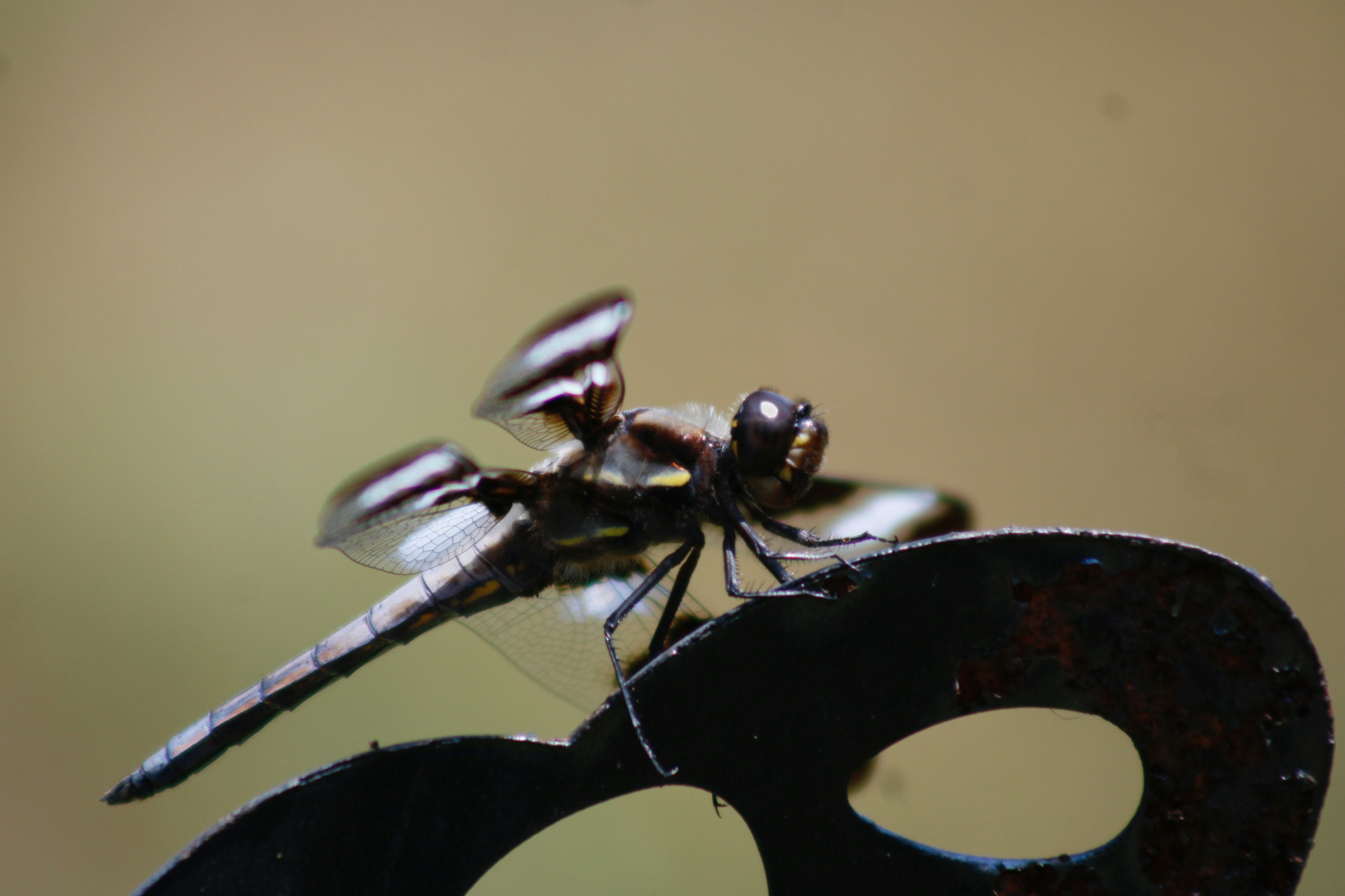 Moonlit Dragonfly: A Dainty Standoff on a Ravaged Ornament
