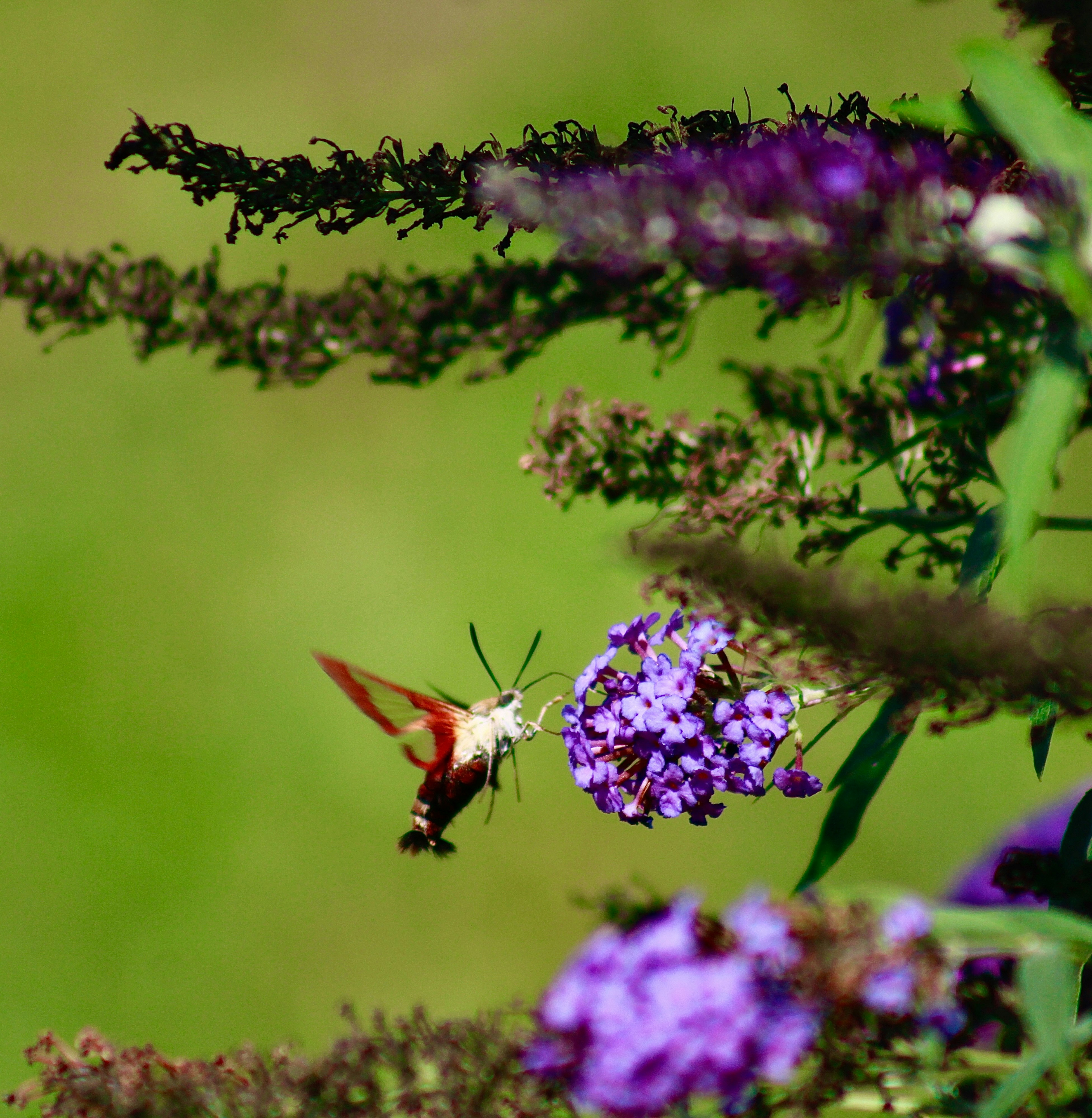 Hummingbird Hover Over Purple Blooms in Sunlit Garden