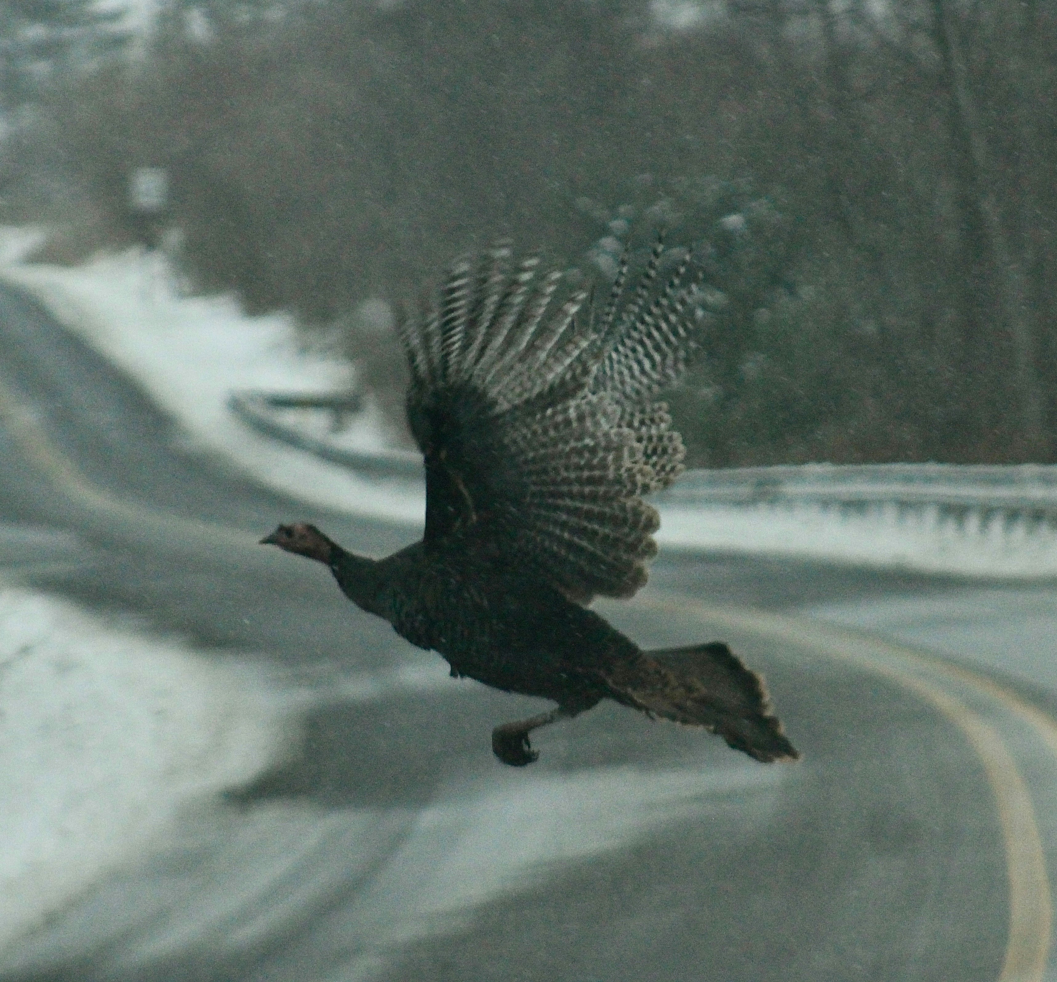 Turkey photo shot on Canon EOS 2000D