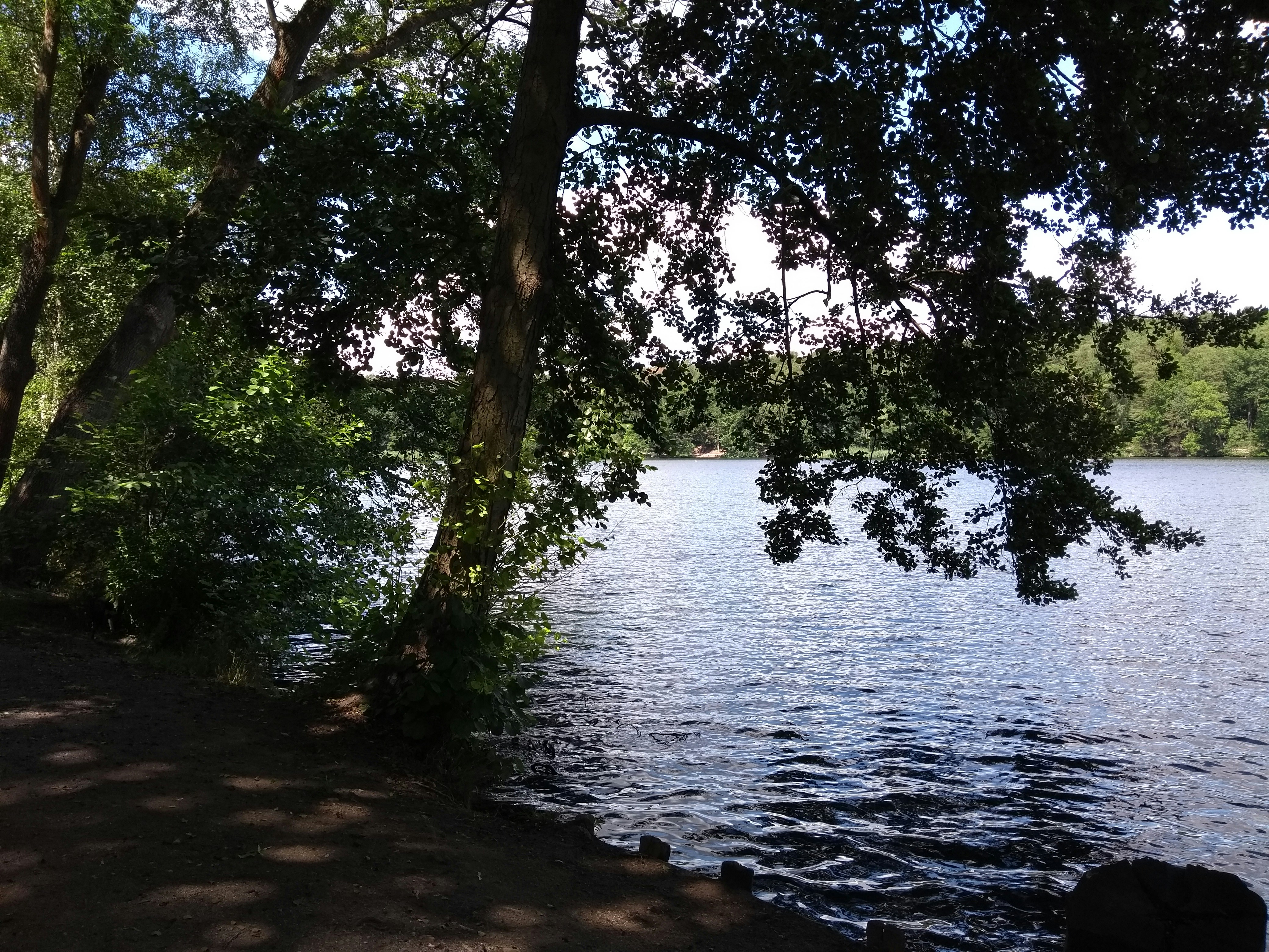 Trees overhang a calm lake on a sunny day