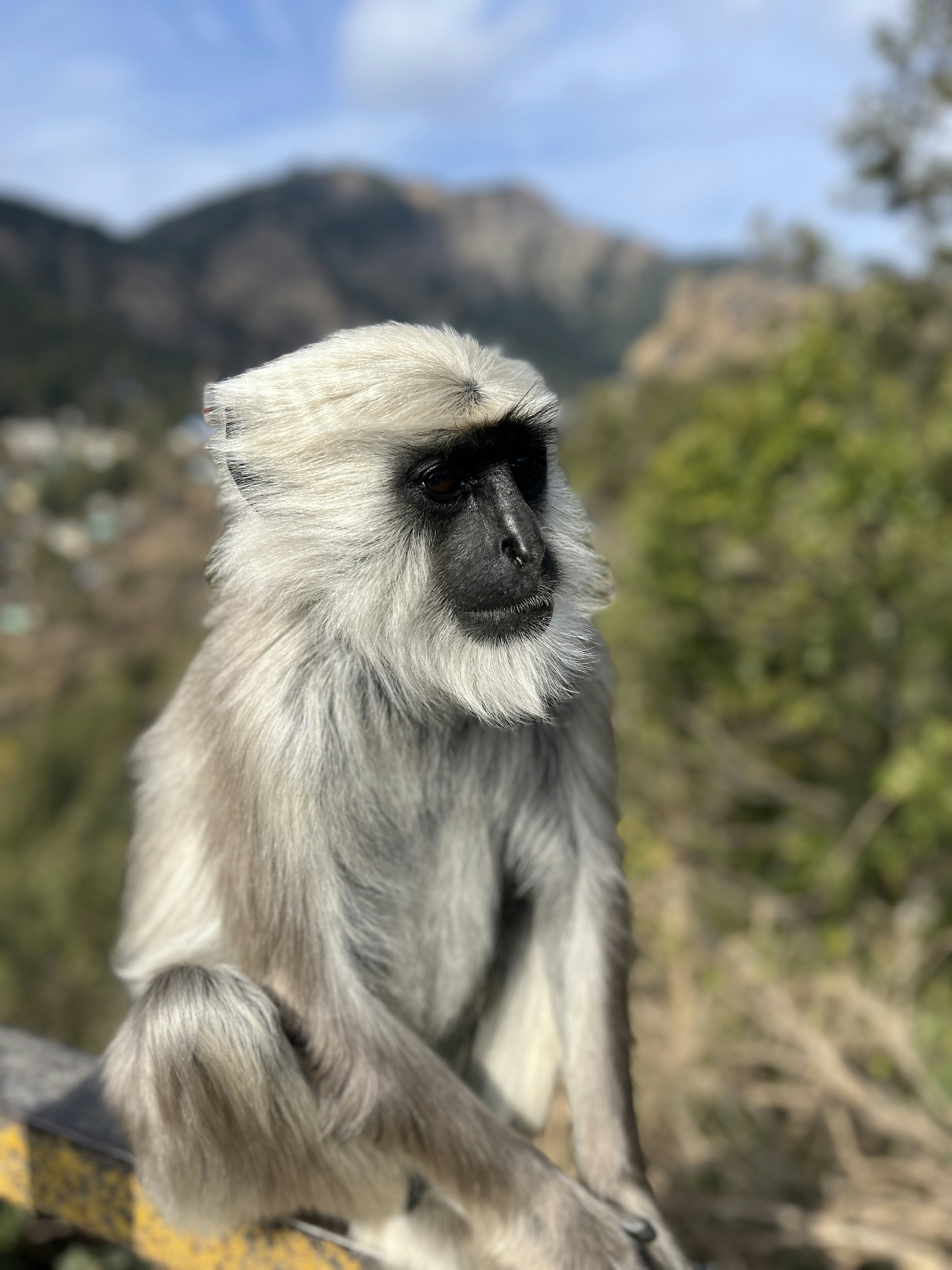 Primed in Focus: The Monkey with a Mountain Backdrop