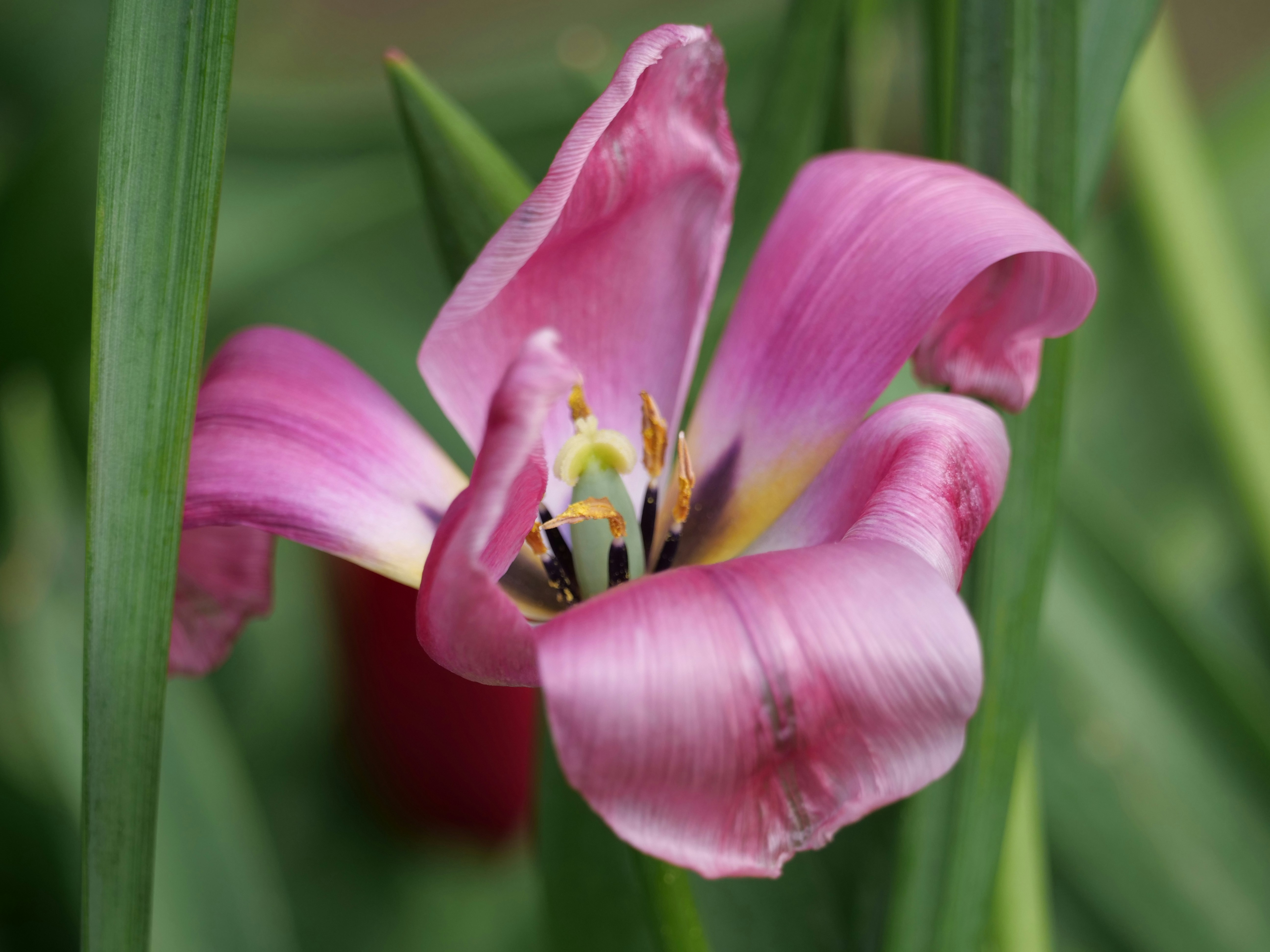 Pink Tulip Petals Unfolding with Dark Center Stamen