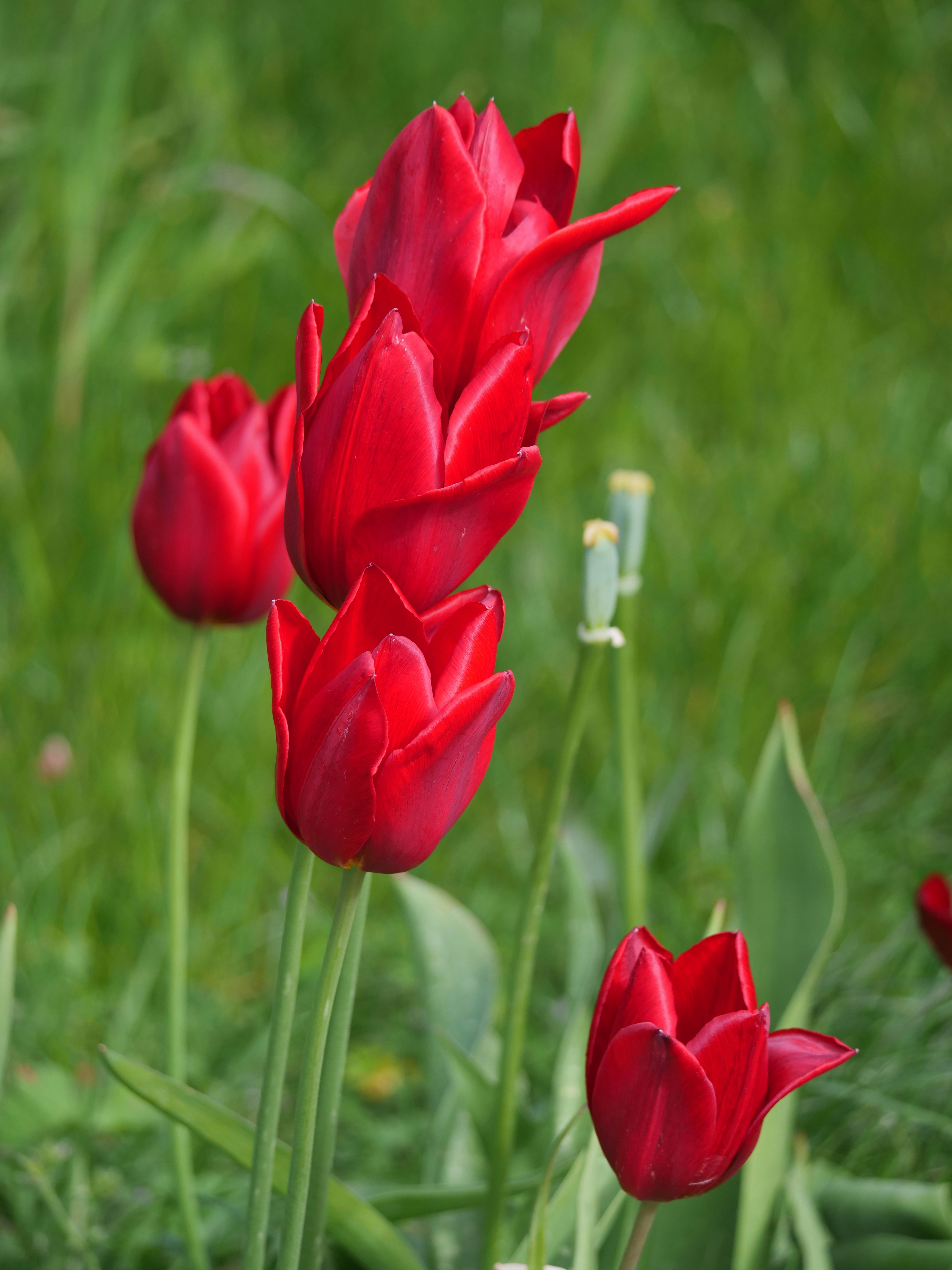 Crimson Tulips Reaching Toward Spring Sunlight