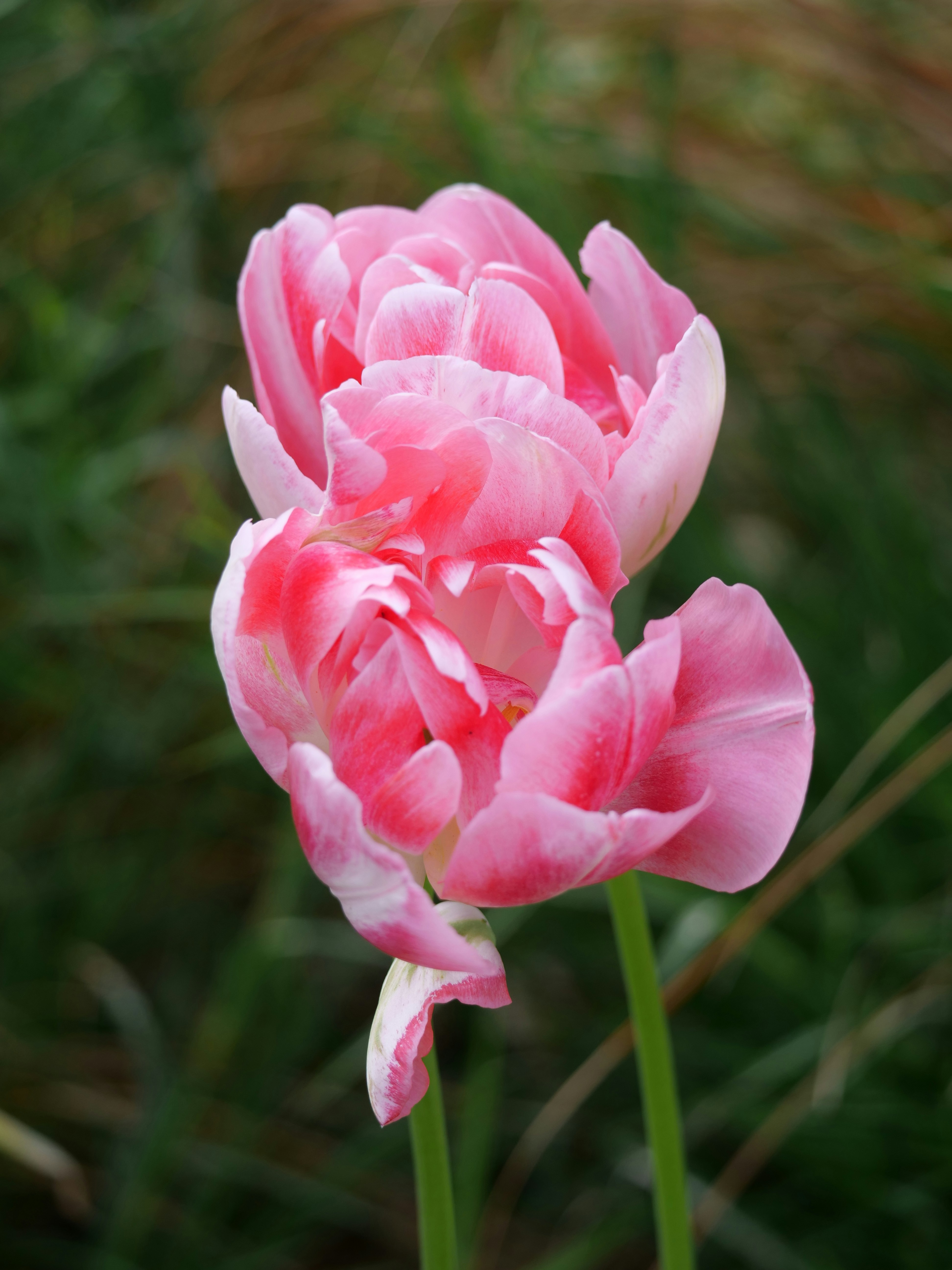 Soft-pink Tulip Bloom Reaching Toward Morning Light