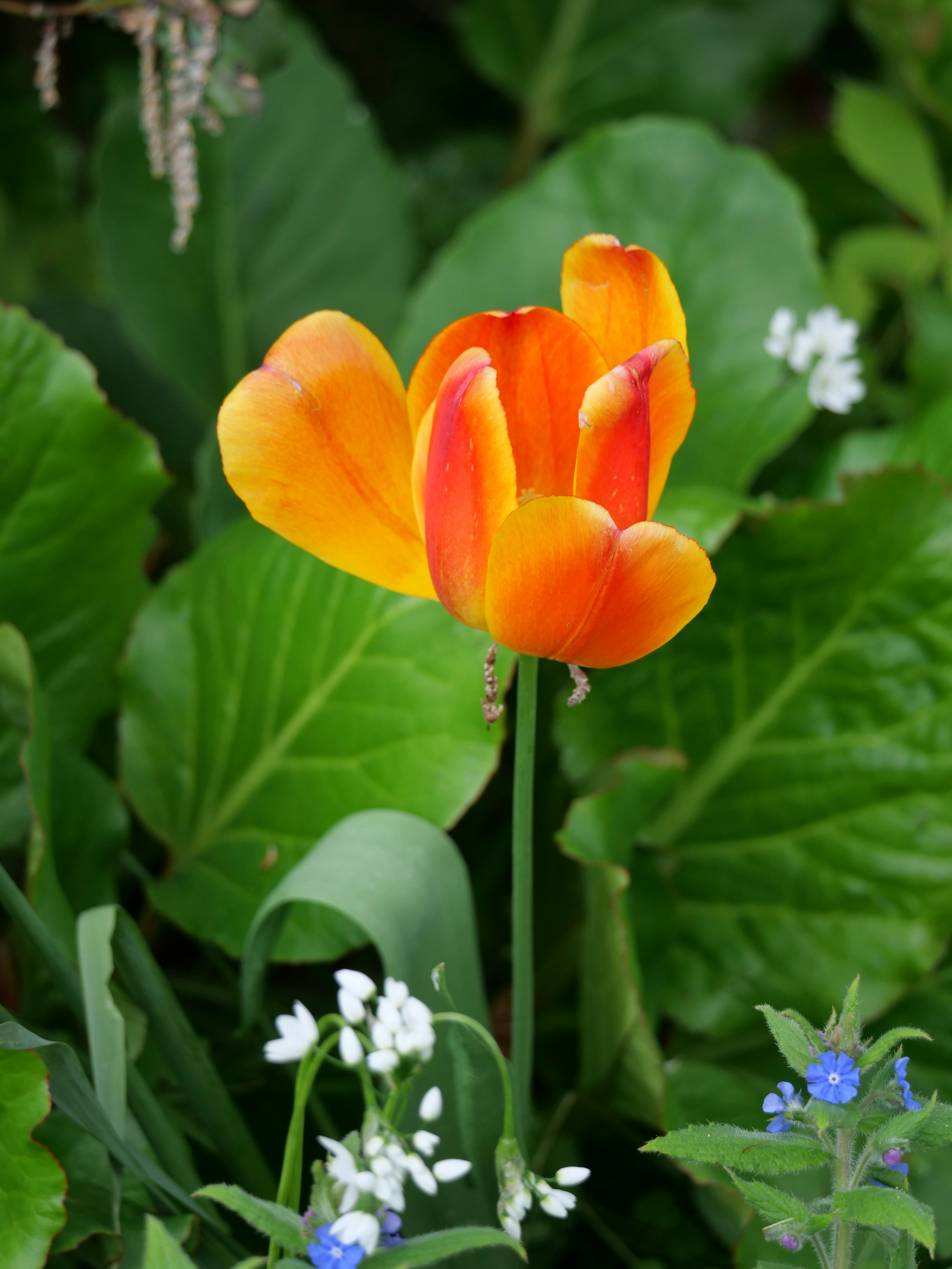 Orange-tipped Tulip Bloom Rising Above Velvet Green