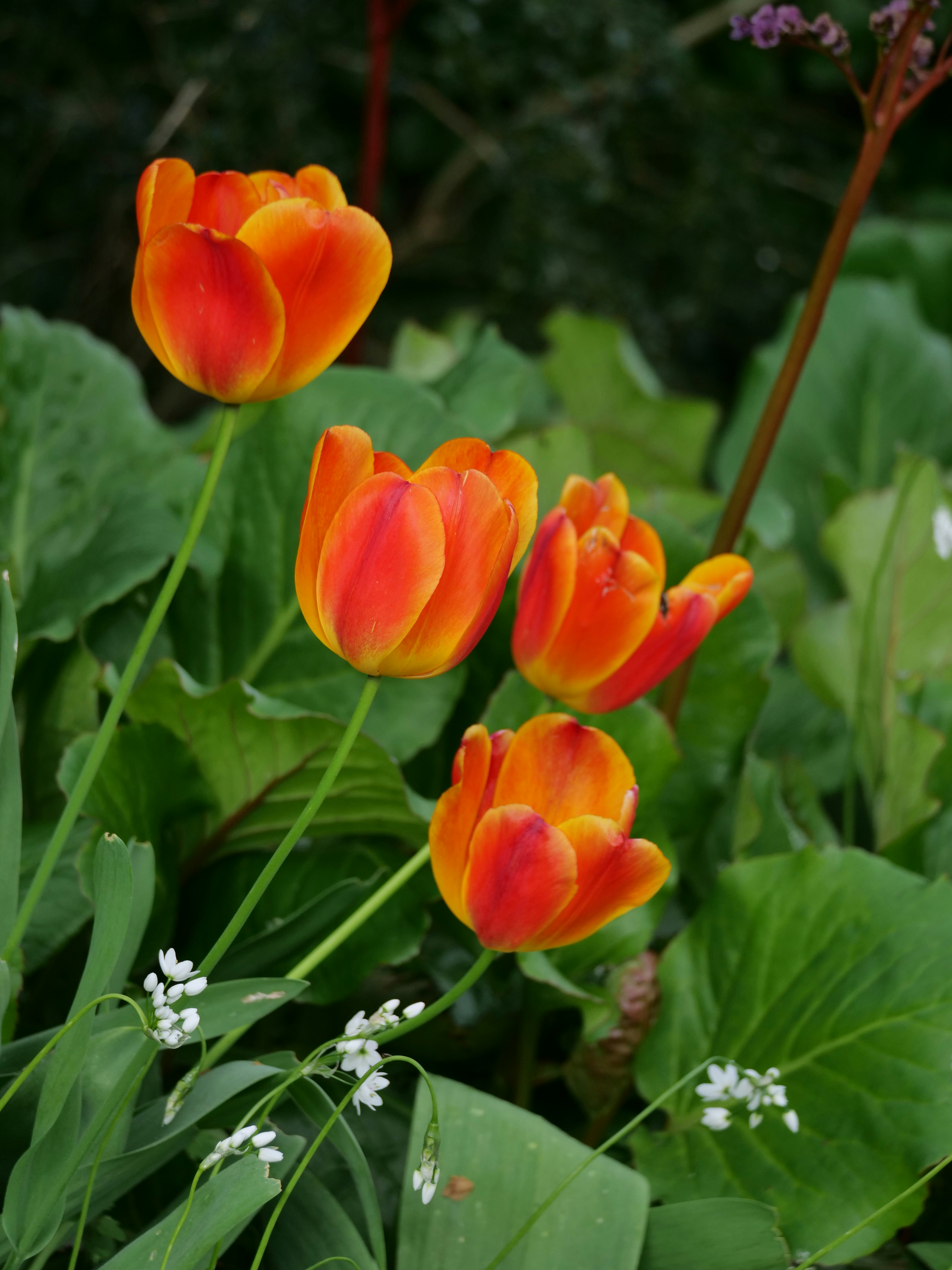 Amber Cup Blossoms in a Quiet Garden