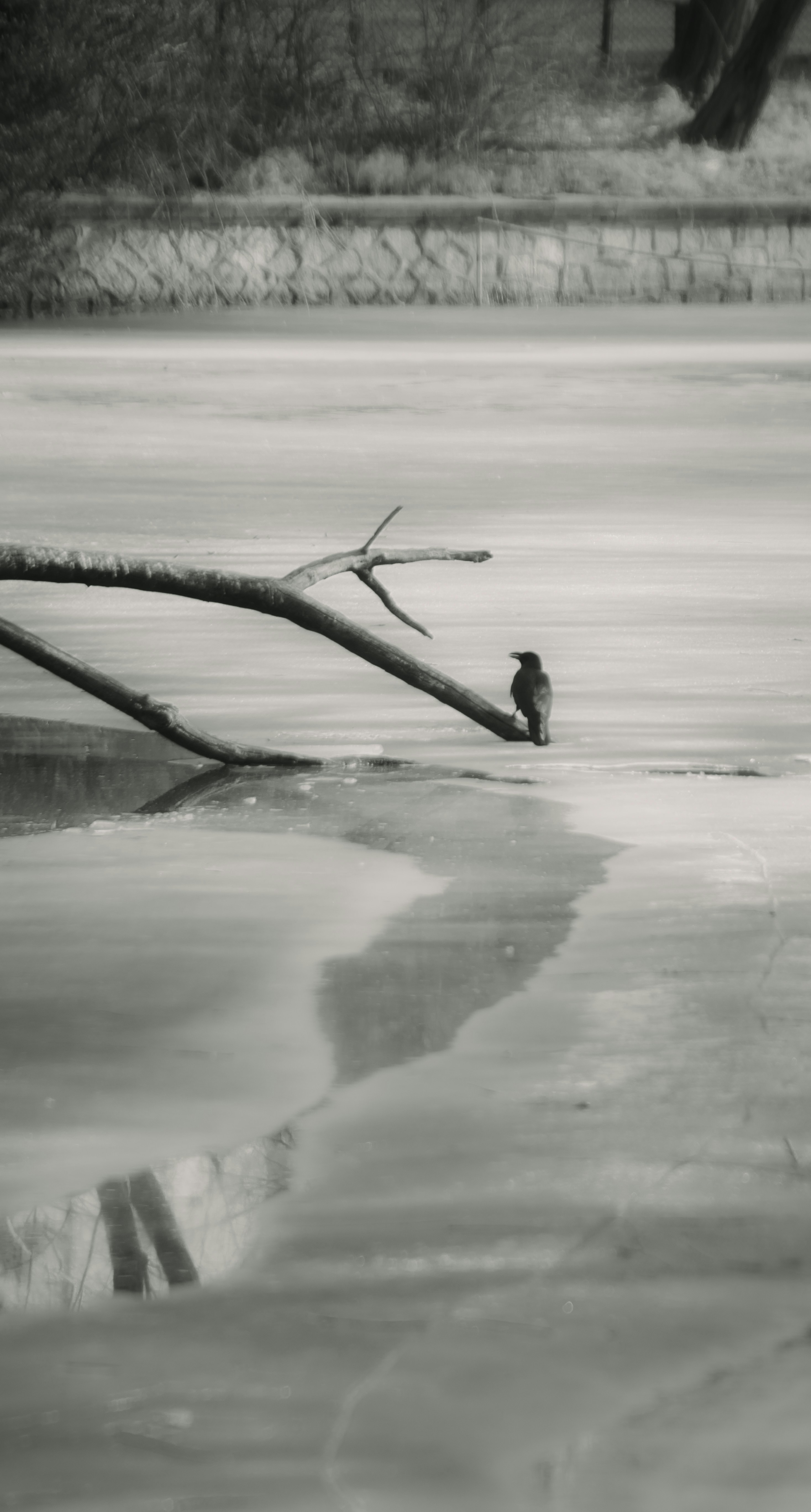 Solitary Raven on a Frosted Branch Over Quiet Ice