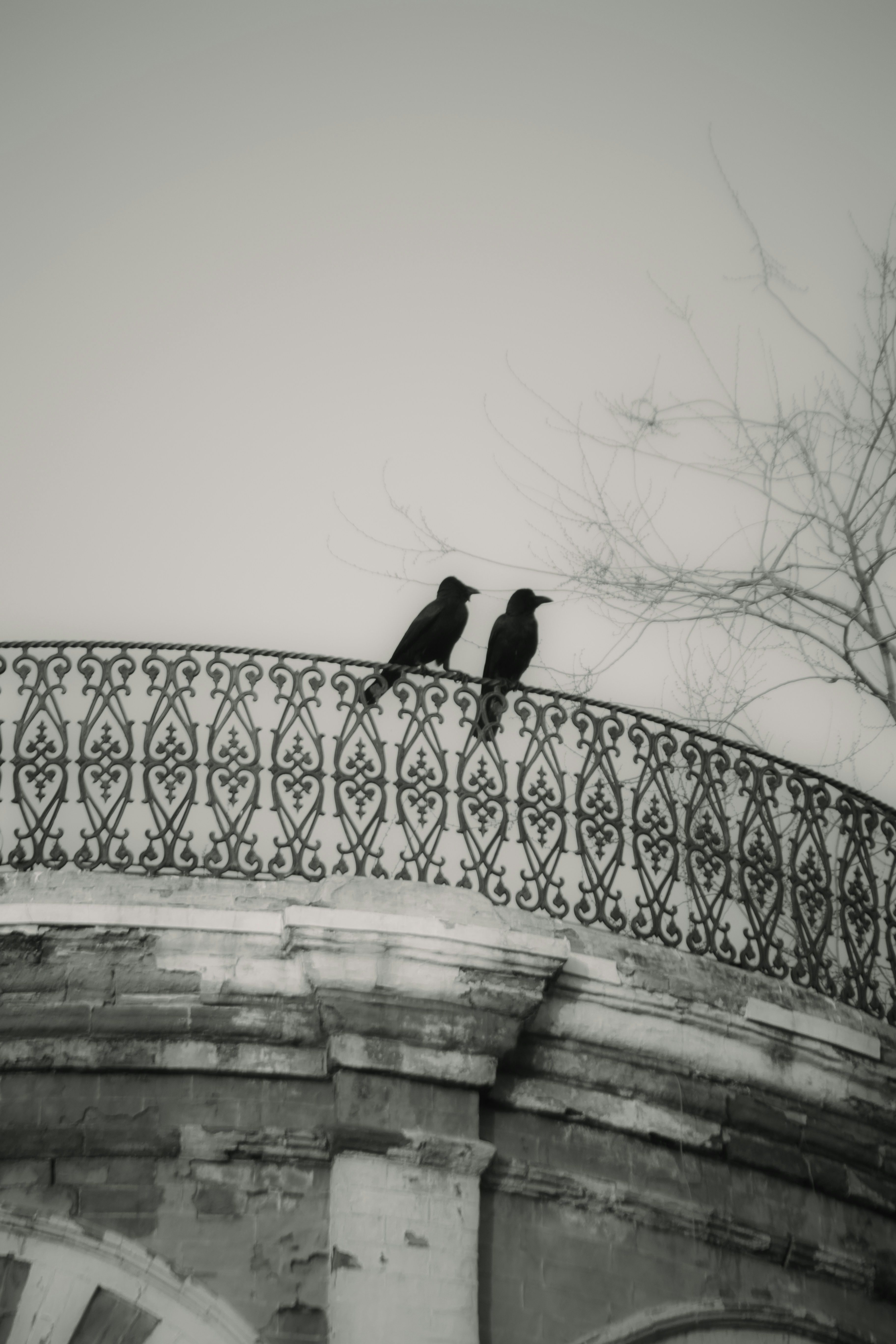 Two Crows on a Gothic Iron Railing Over a Weathered Bridge