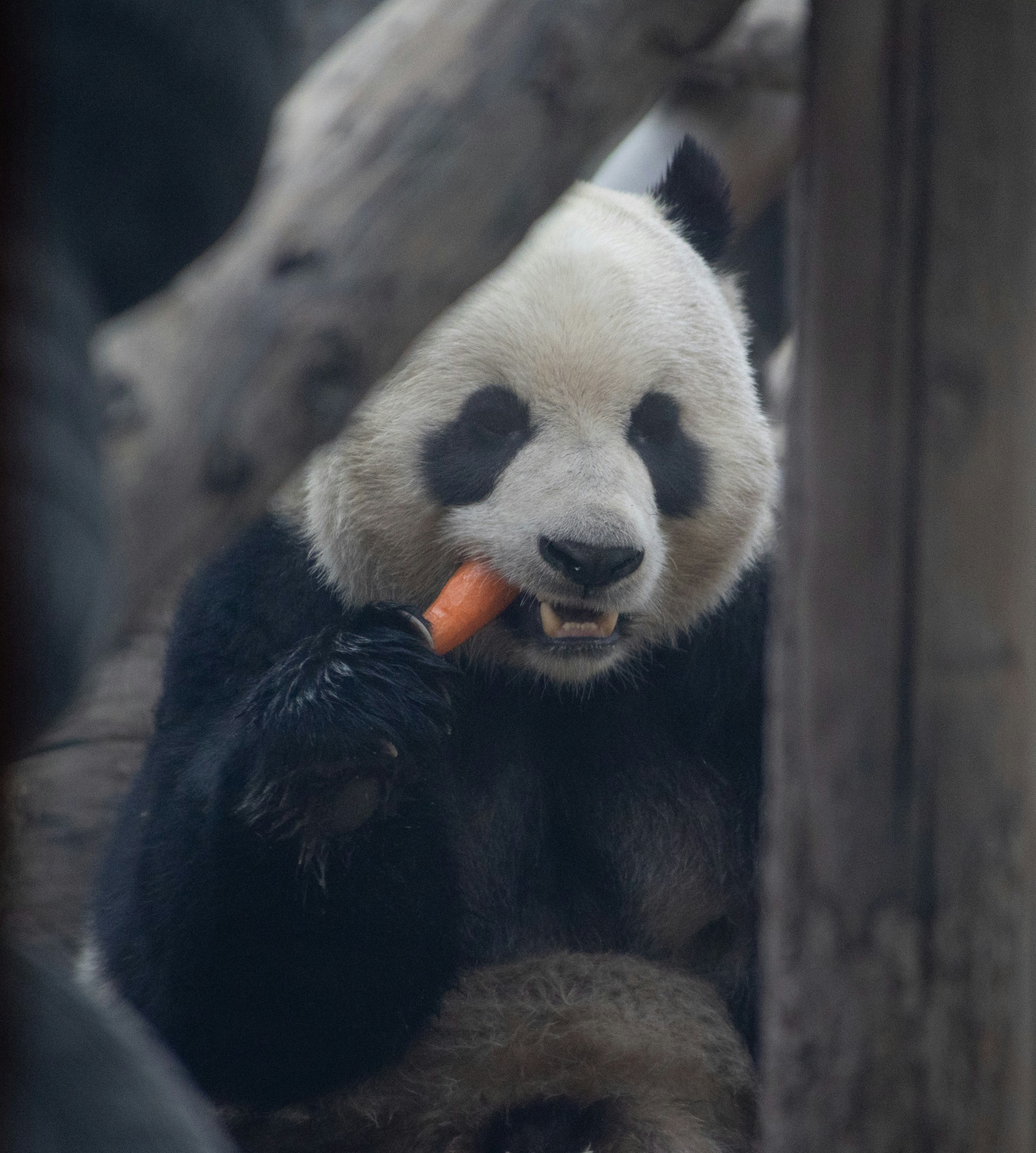 Panda in a Velvet Grove: Close-Up of a Carrot Moment