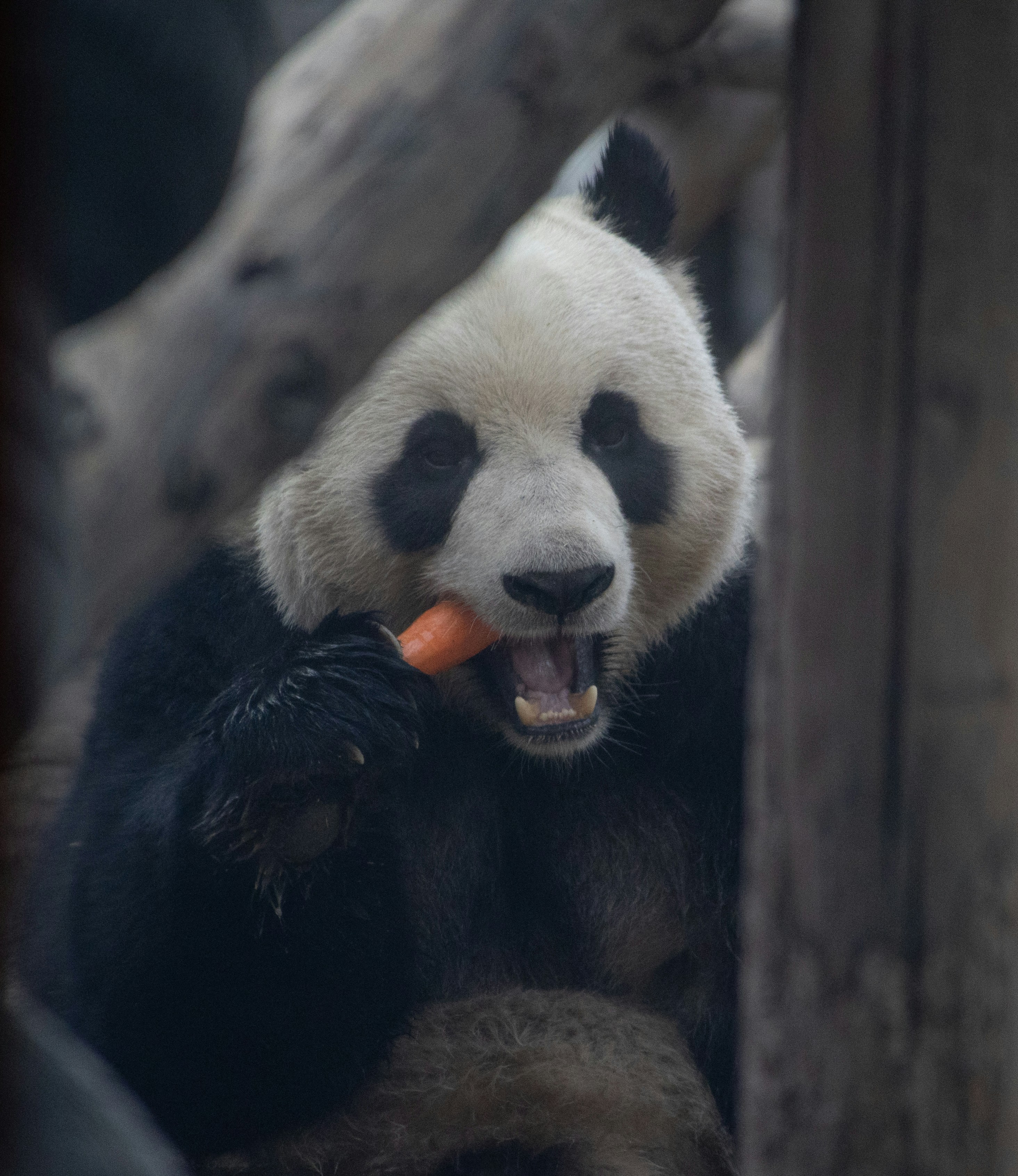 Panda Nibbles a Carrot: A Quiet Moment in the Enclosure